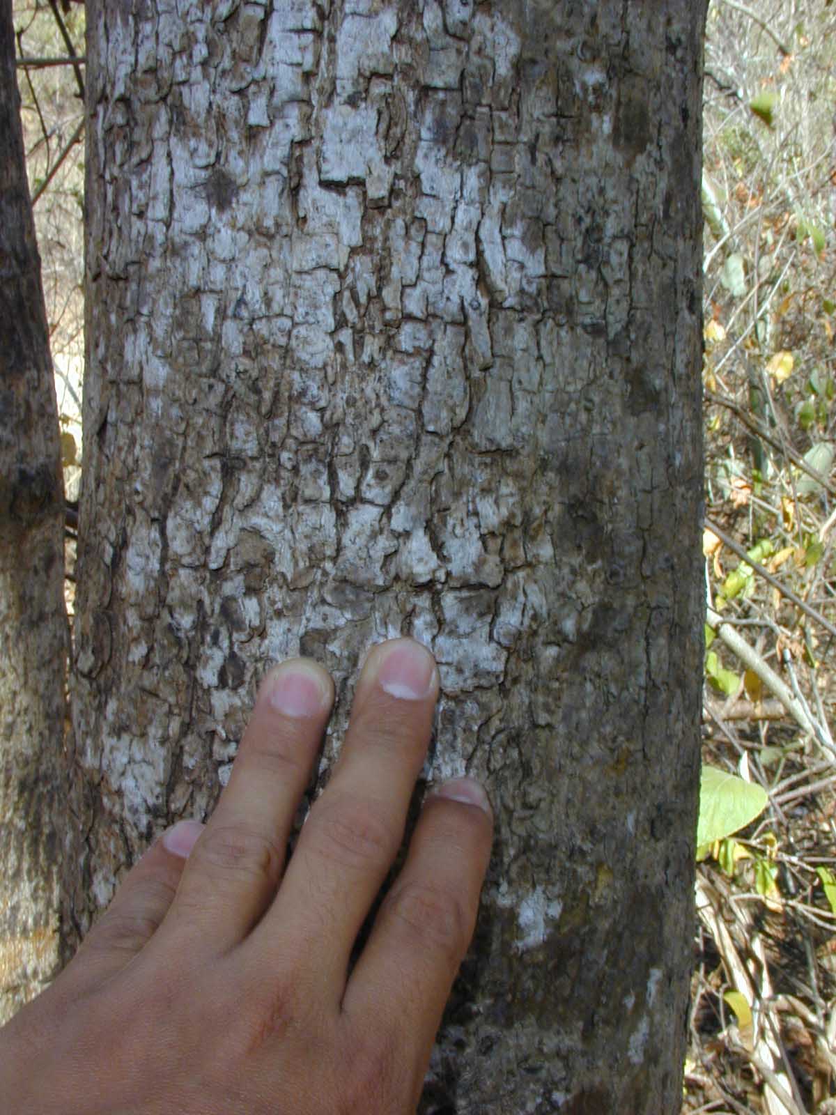 Cordia gerascanthus 17 mayo 2000
