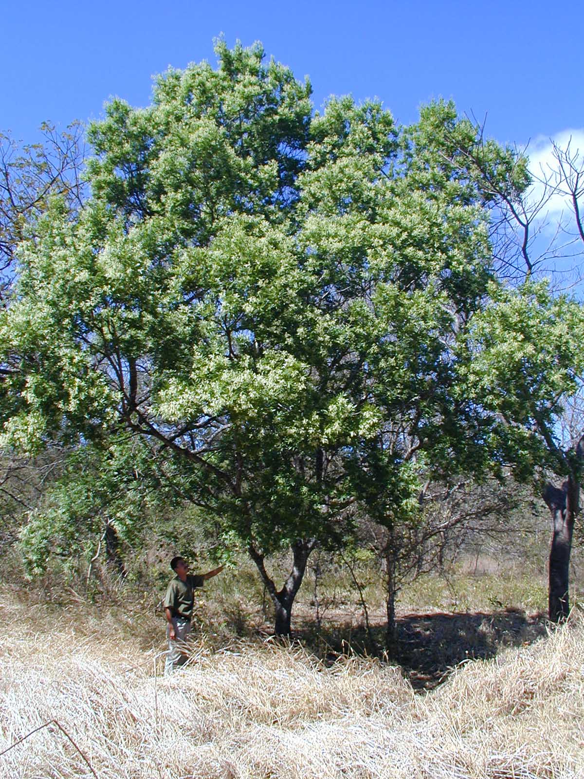 Cordia gerascanthus 17 mayo 2000