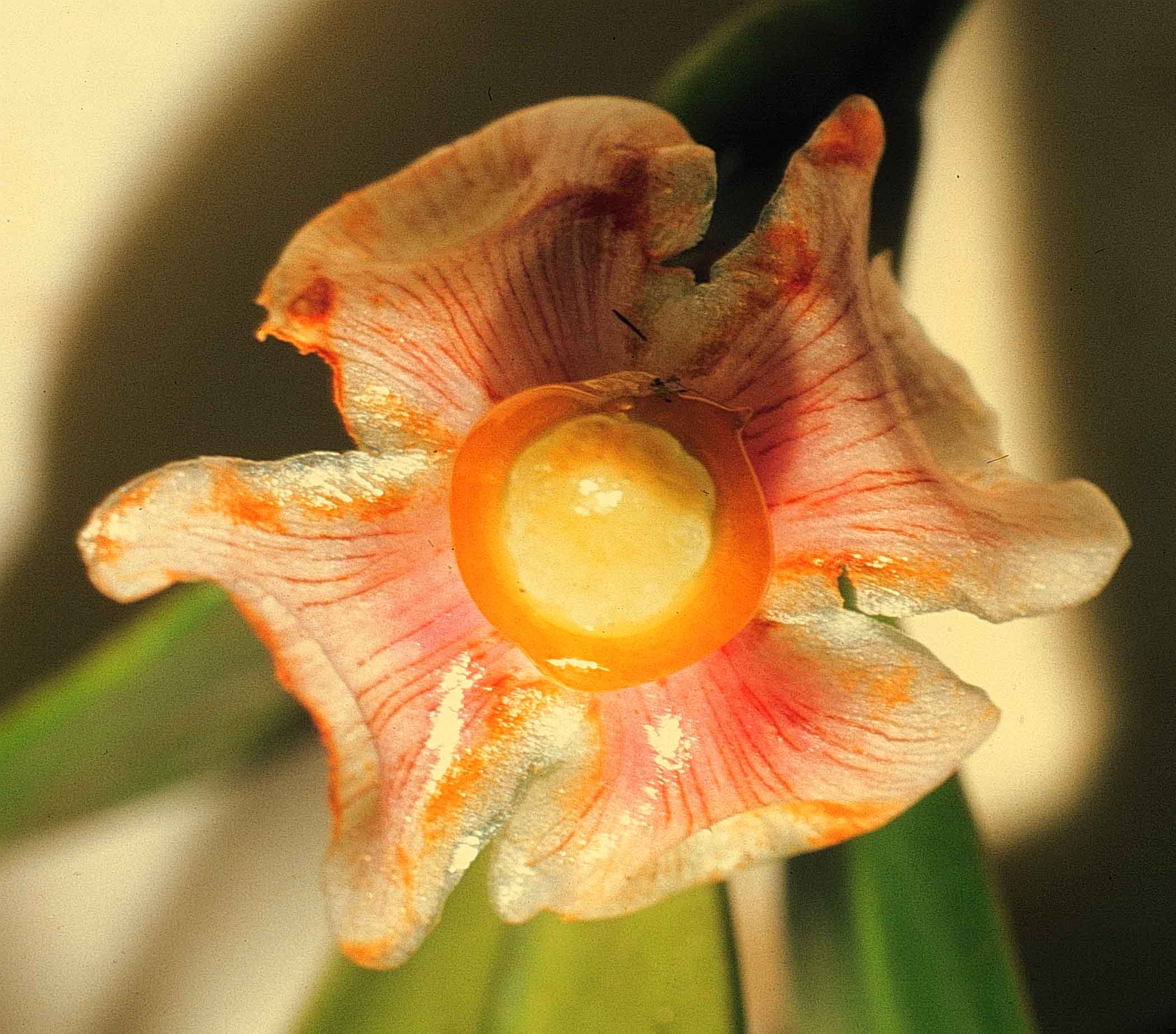 Clusia minor 12 junio 1998