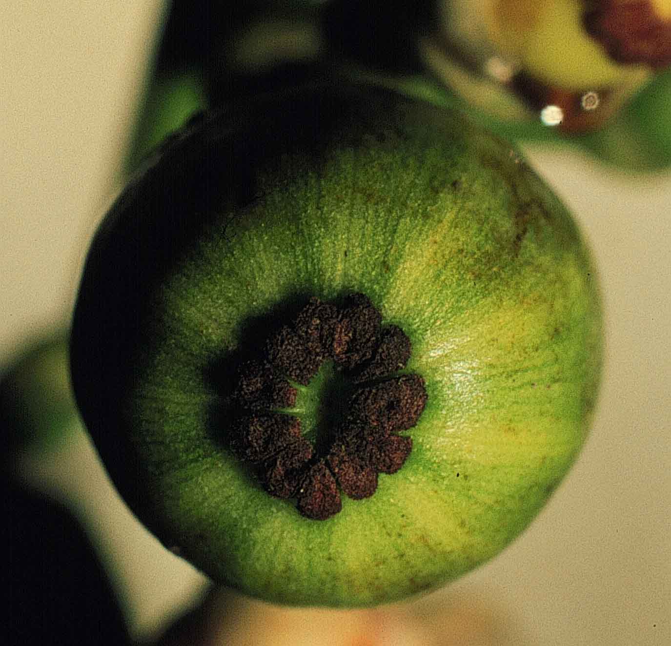 Clusia minor 12 junio 1998