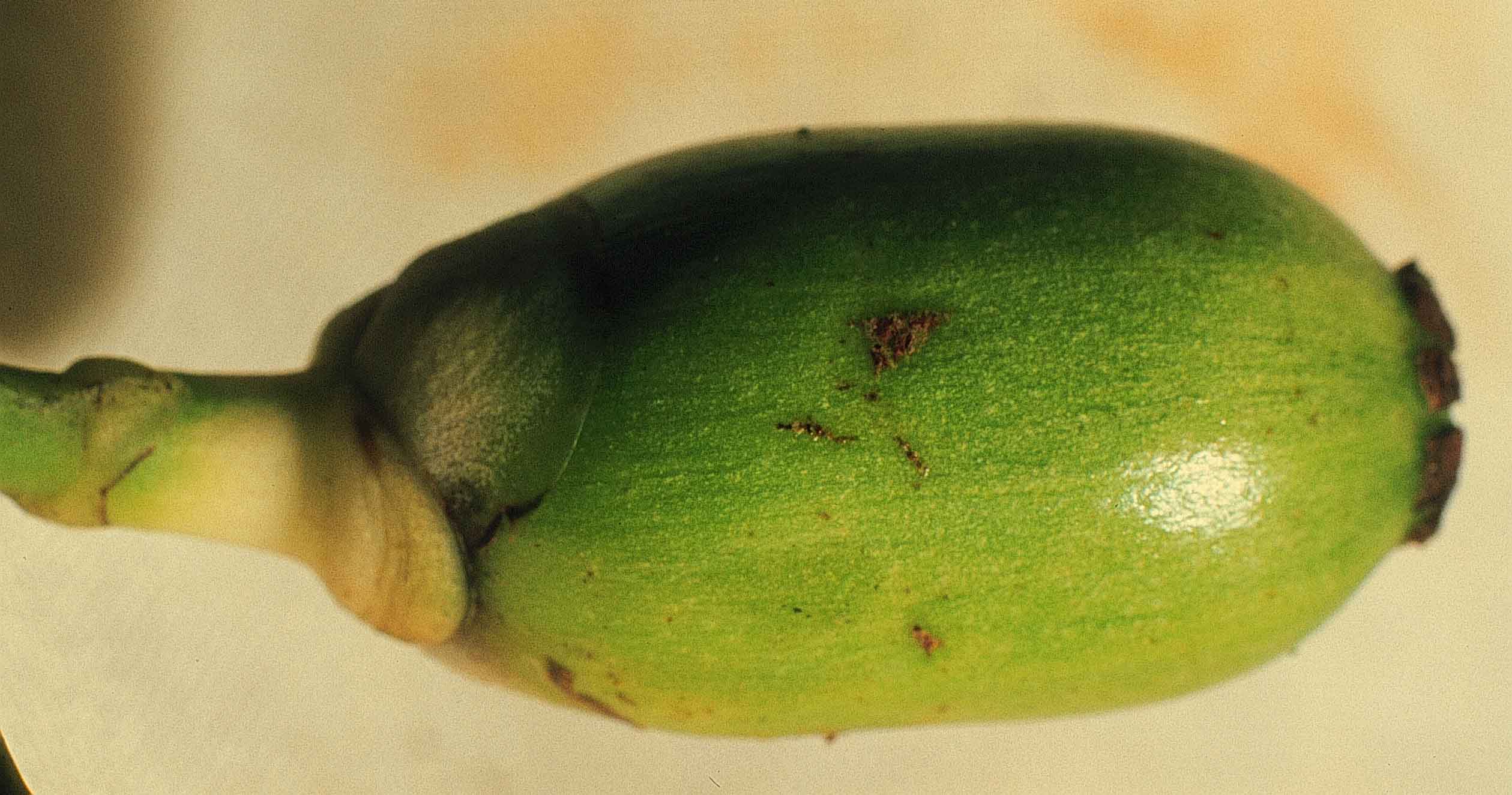 Clusia minor 12 junio 1998