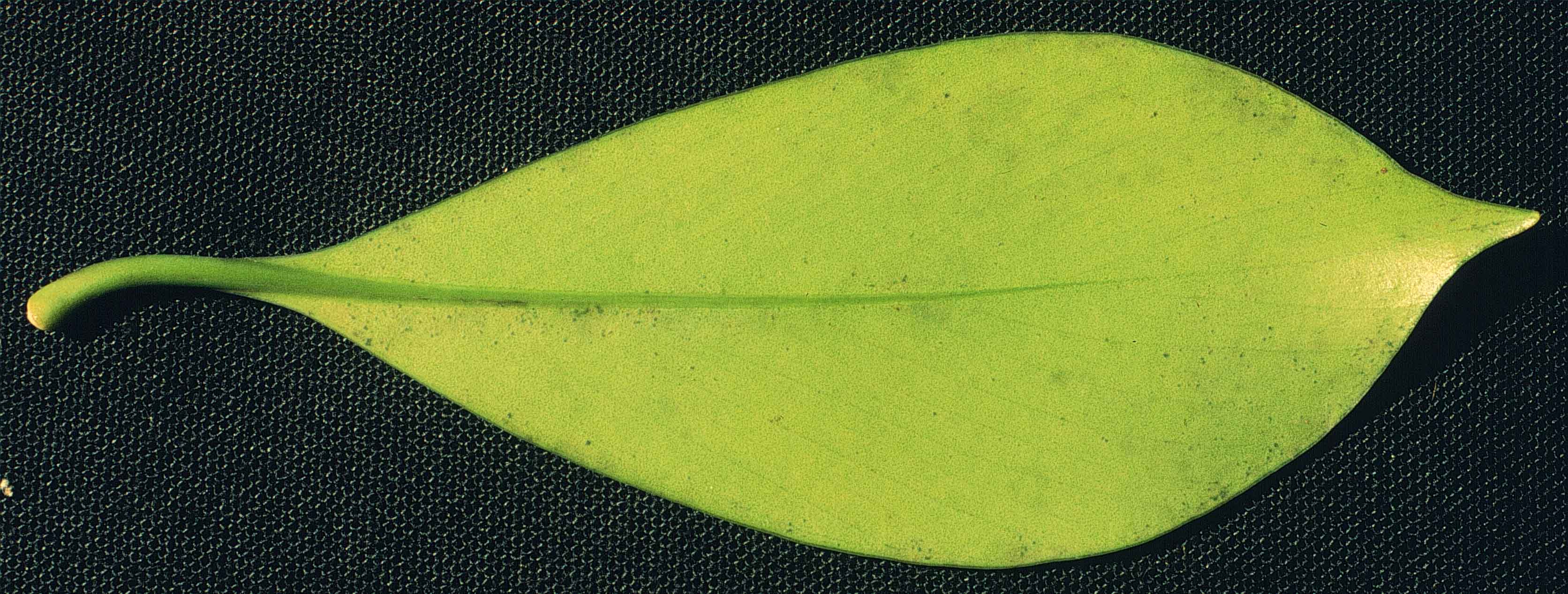 Clusia minor 12 junio 1998