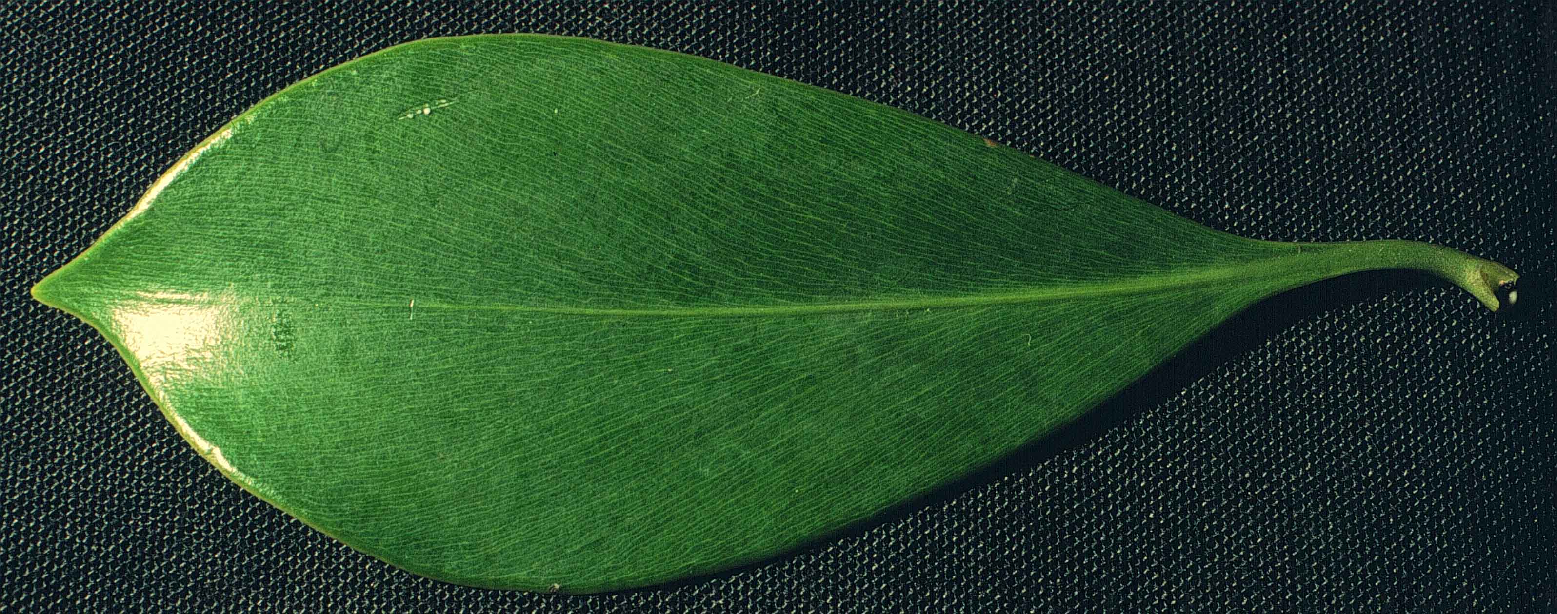 Clusia minor 12 junio 1998