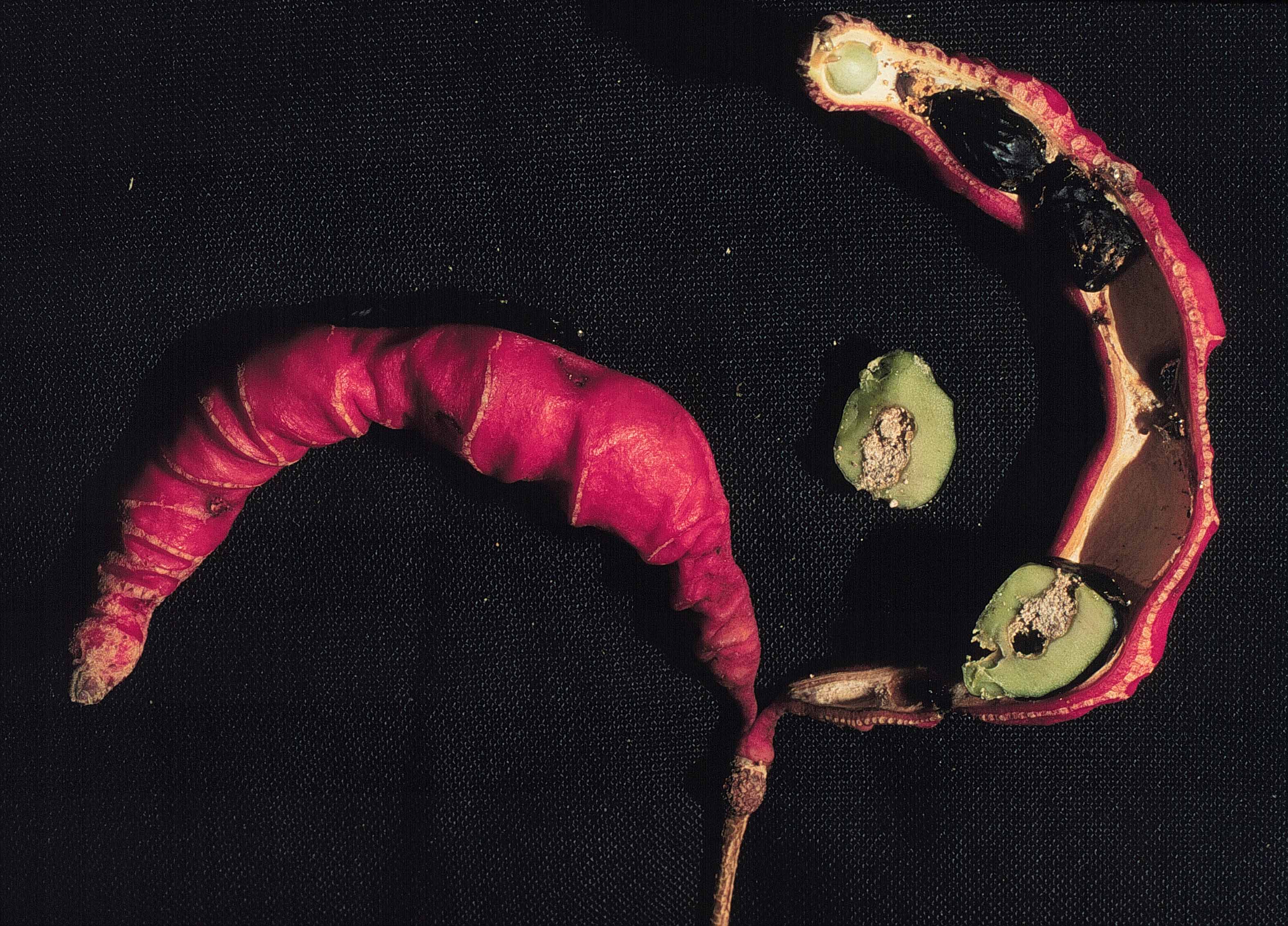 Cojoba arborea 15 julio 1998