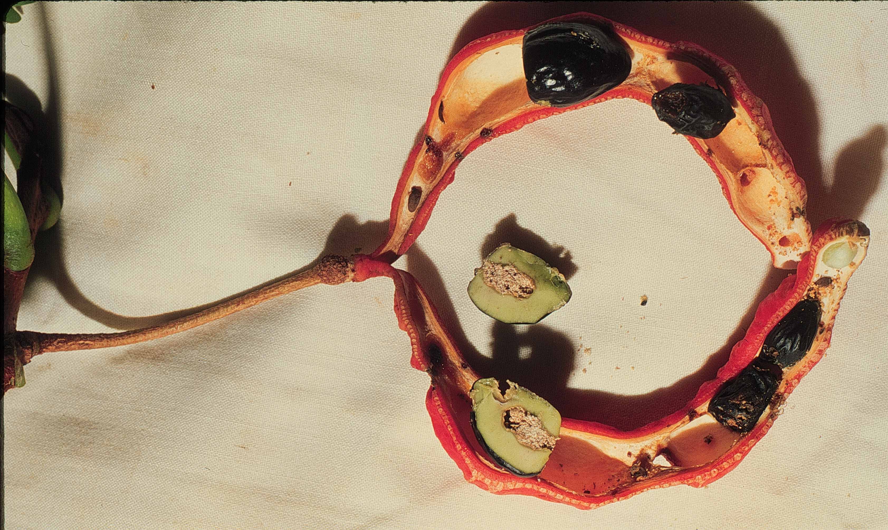 Cojoba arborea 15 julio 1998