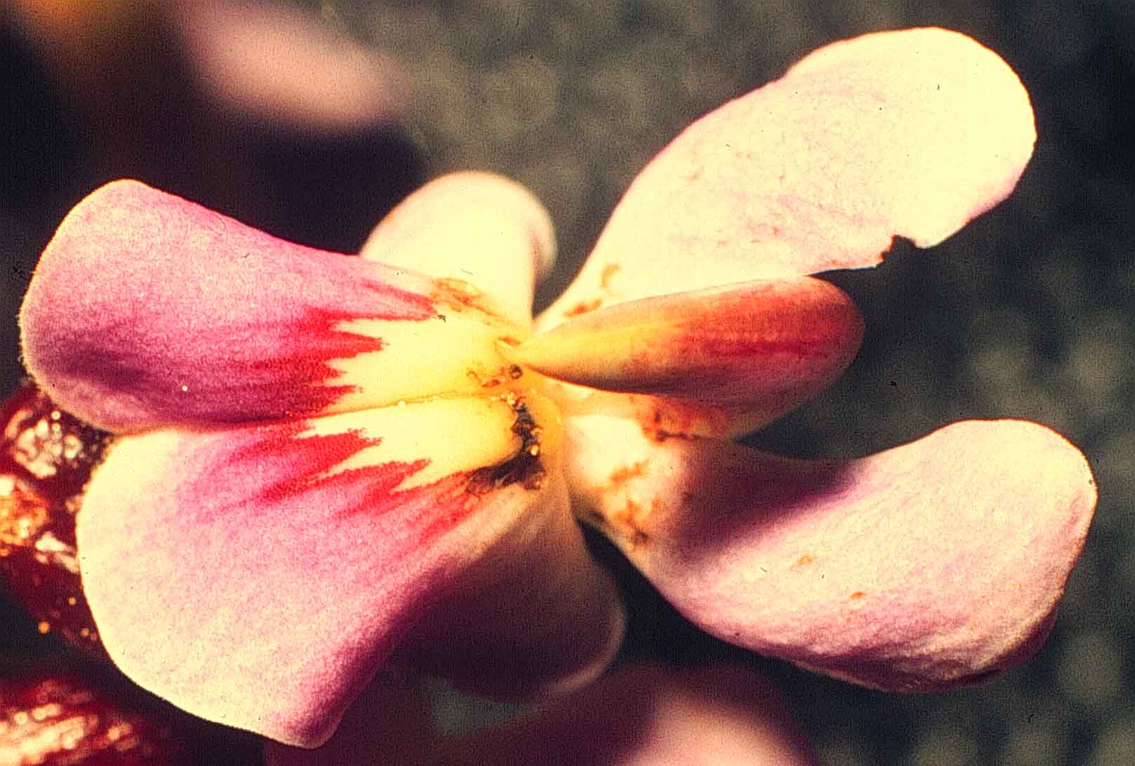 Machaerium falciforme 16 Setiembre 1998