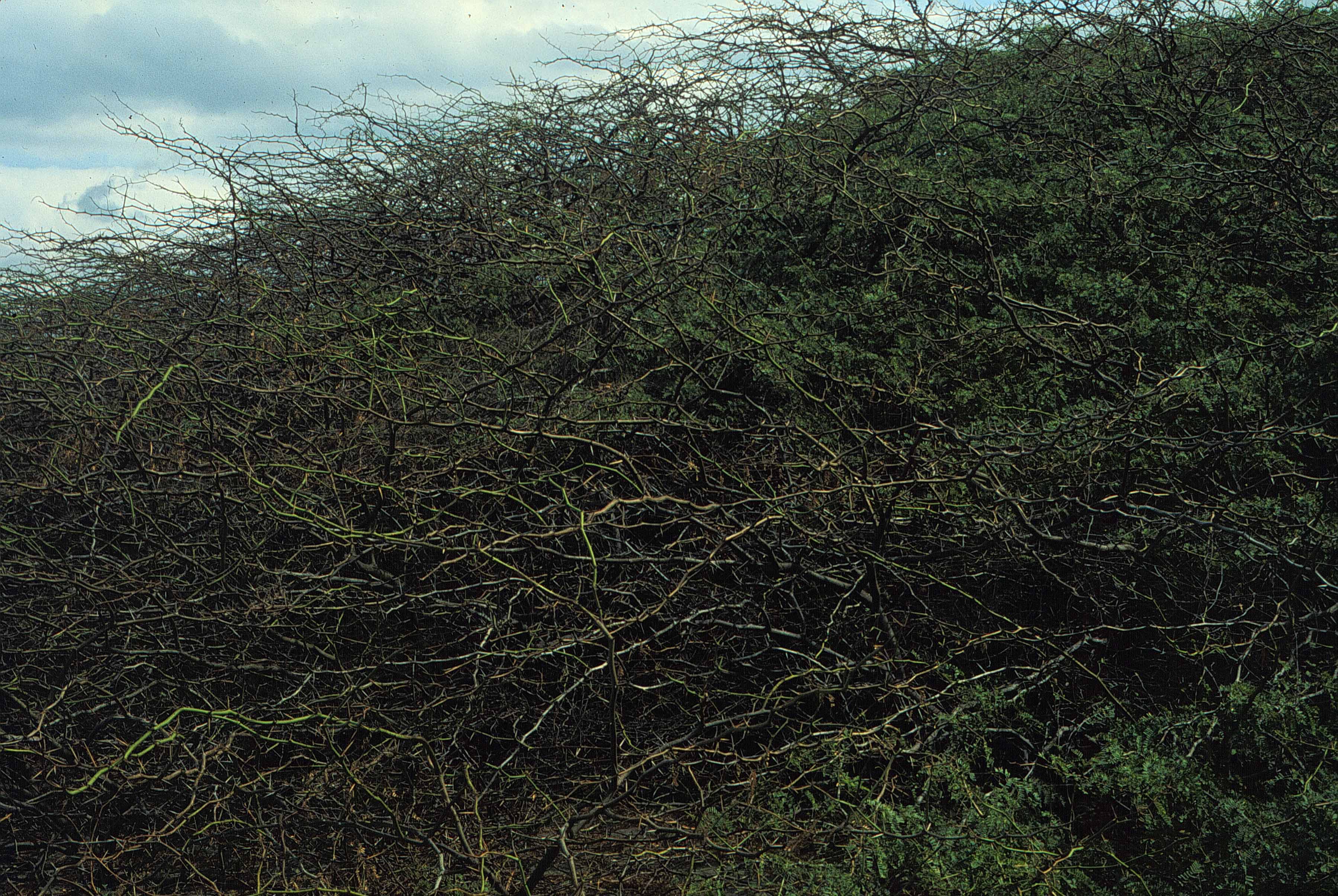 Prosopis juliflora 17 Setiembre 1998