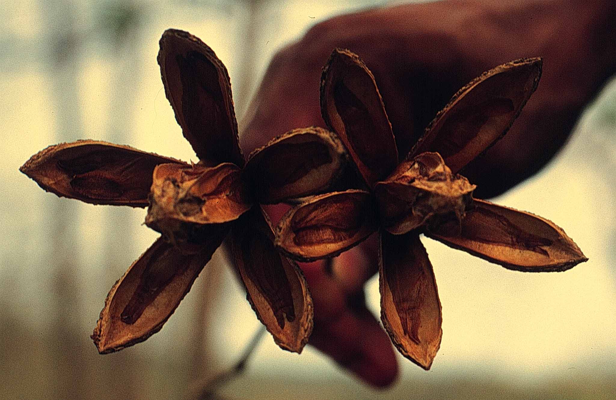 Cedrela odorata 8 setiembre 1998