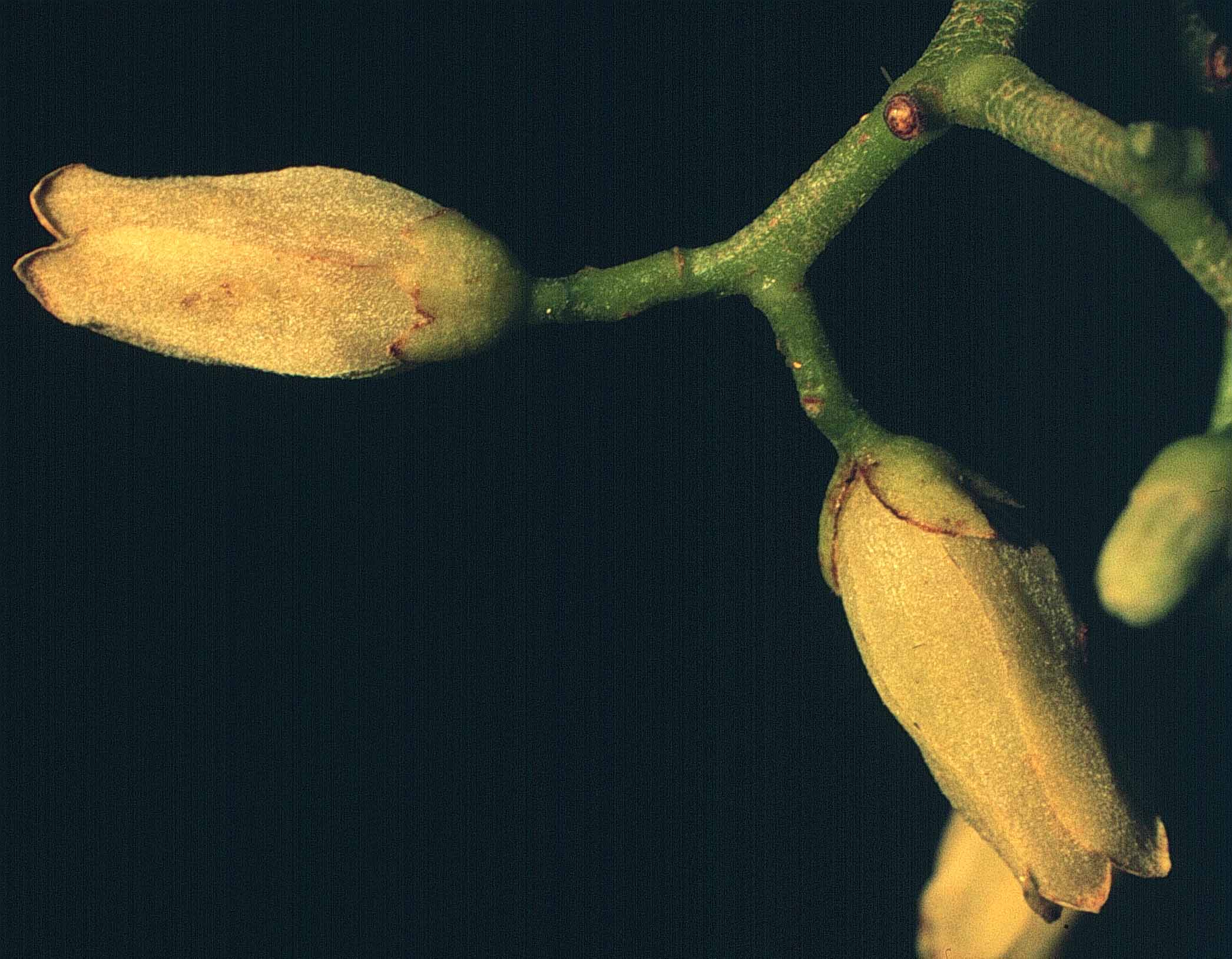 Cedrela odorata 8 setiembre 1998