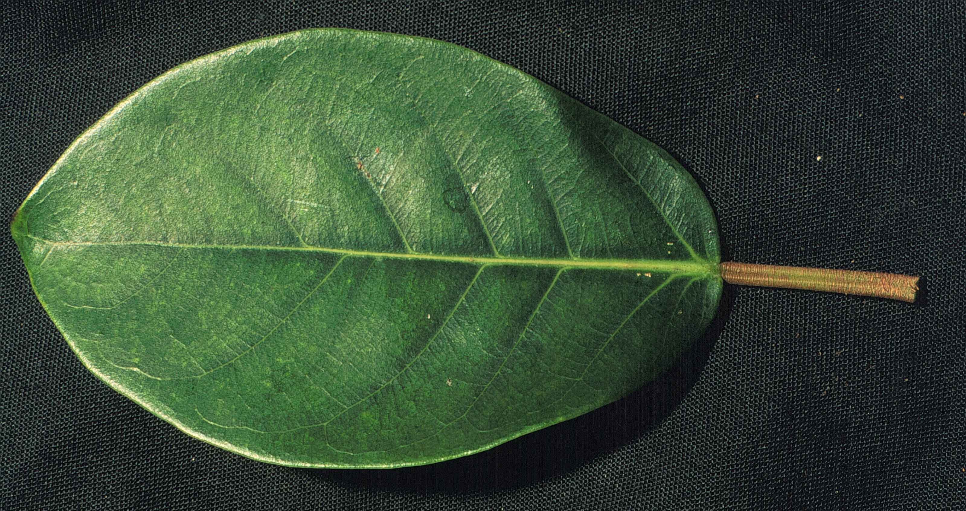 Ficus colubrinae 23 Octubre 1998