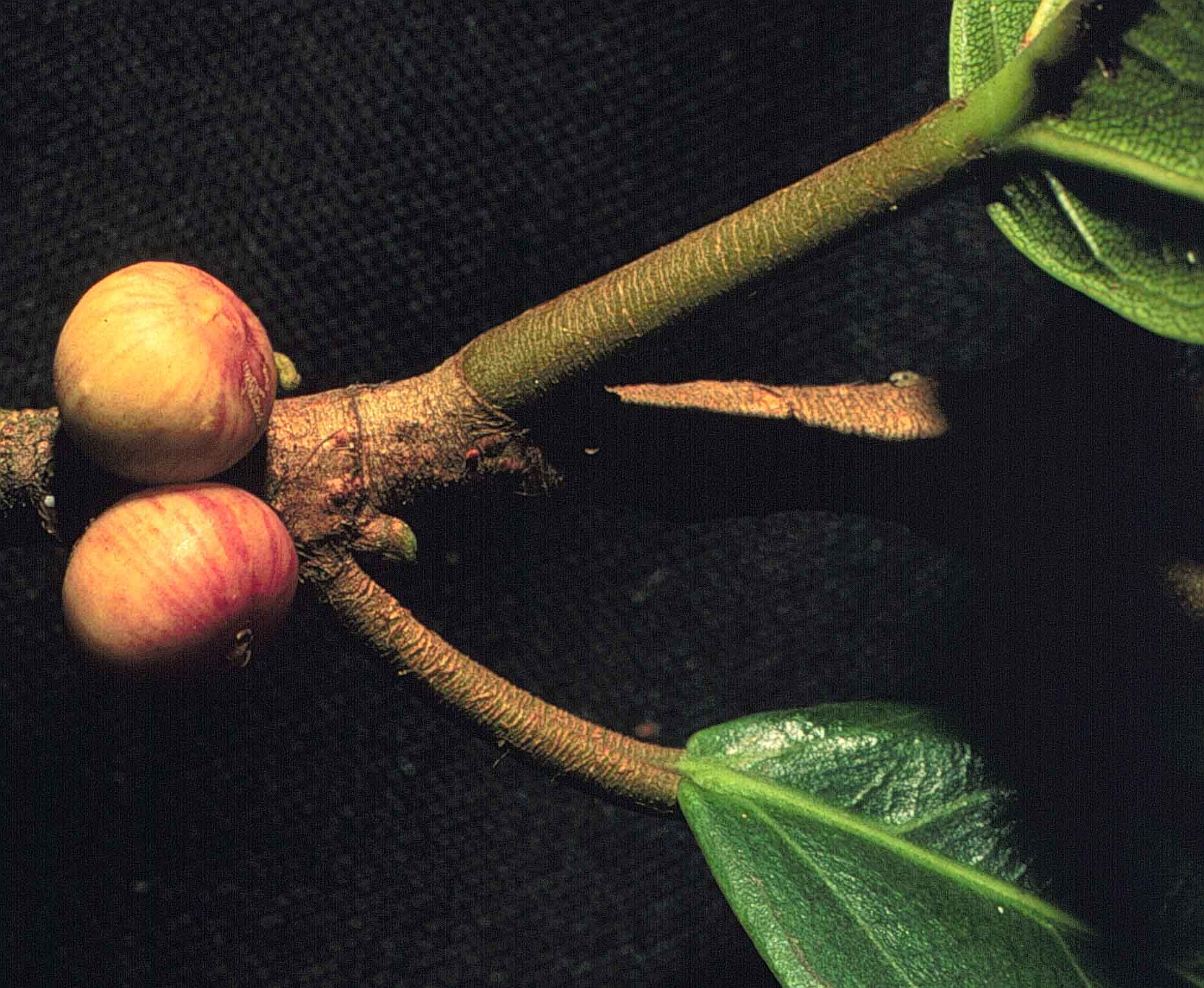 Ficus colubrinae 23 Octubre 1998