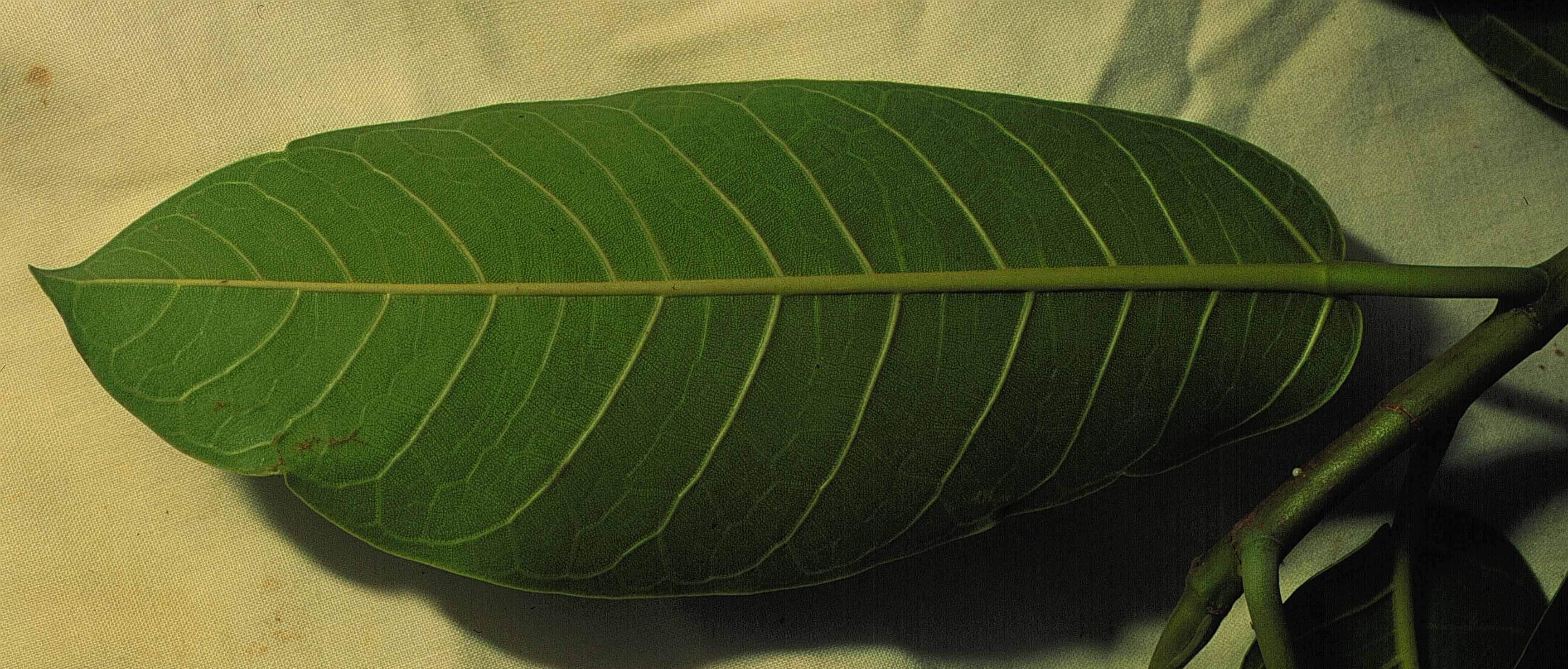 Ficus goldmanii 23 Octubre 1998