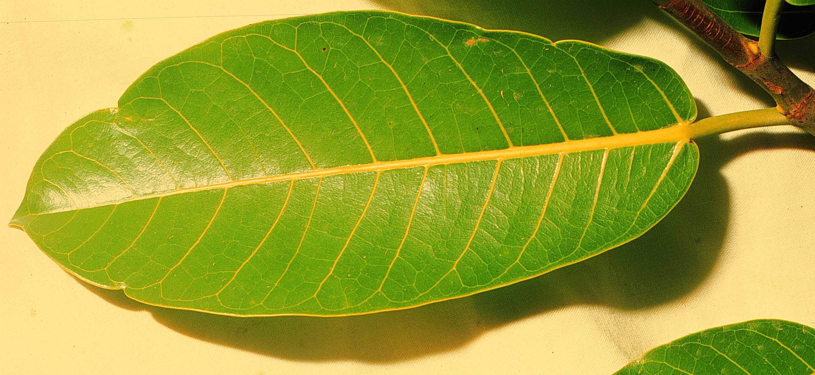 Ficus goldmanii 23 Octubre 1998
