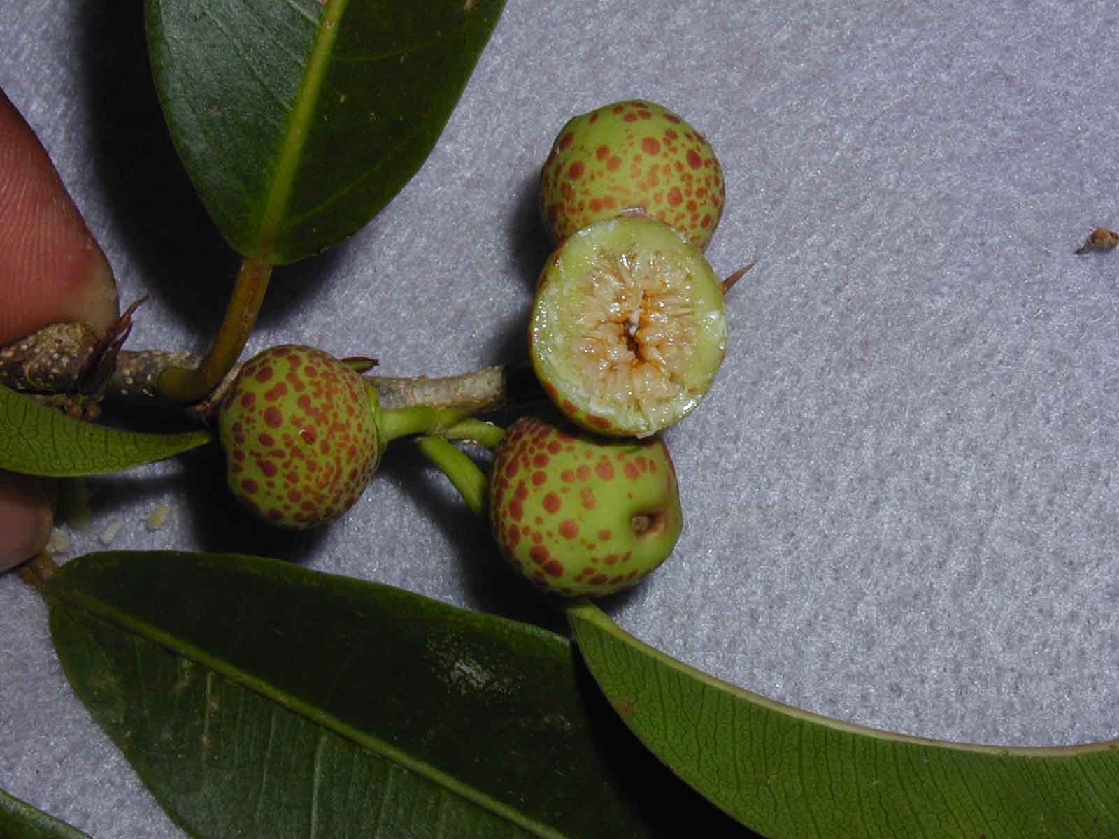 Ficus pertusa 09 mayo 2000