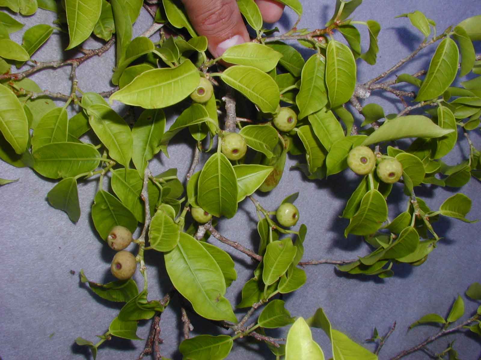 Ficus pertusa 09 mayo 2000