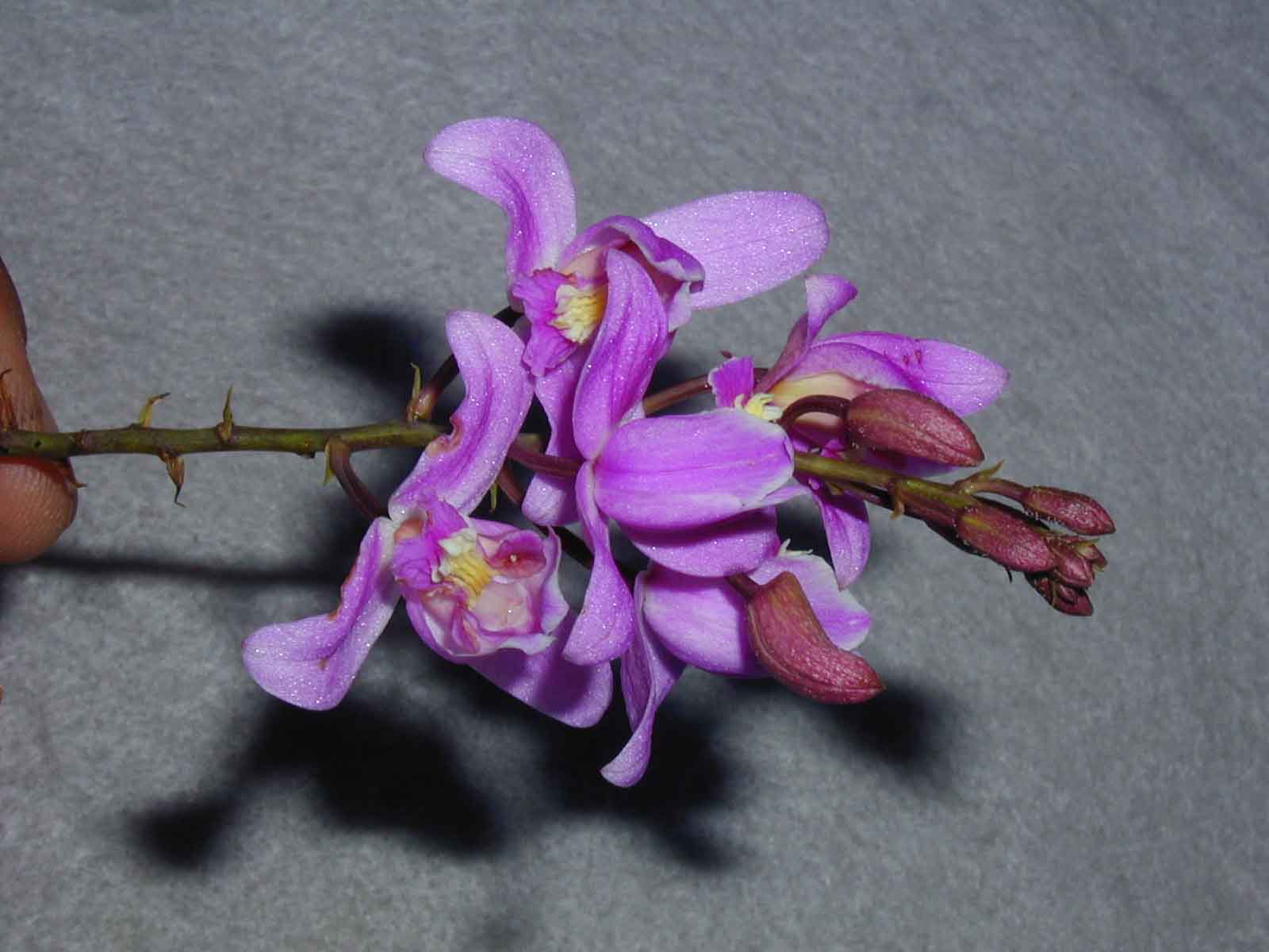 Bletia purpurea 16 mayo 2000