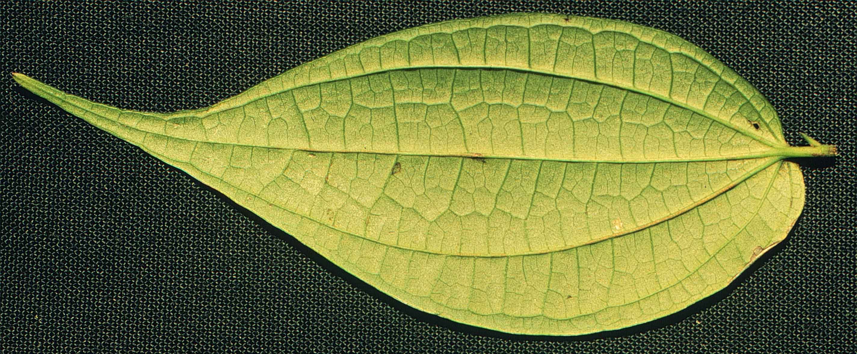 Piper sp 24 setiembre 1998