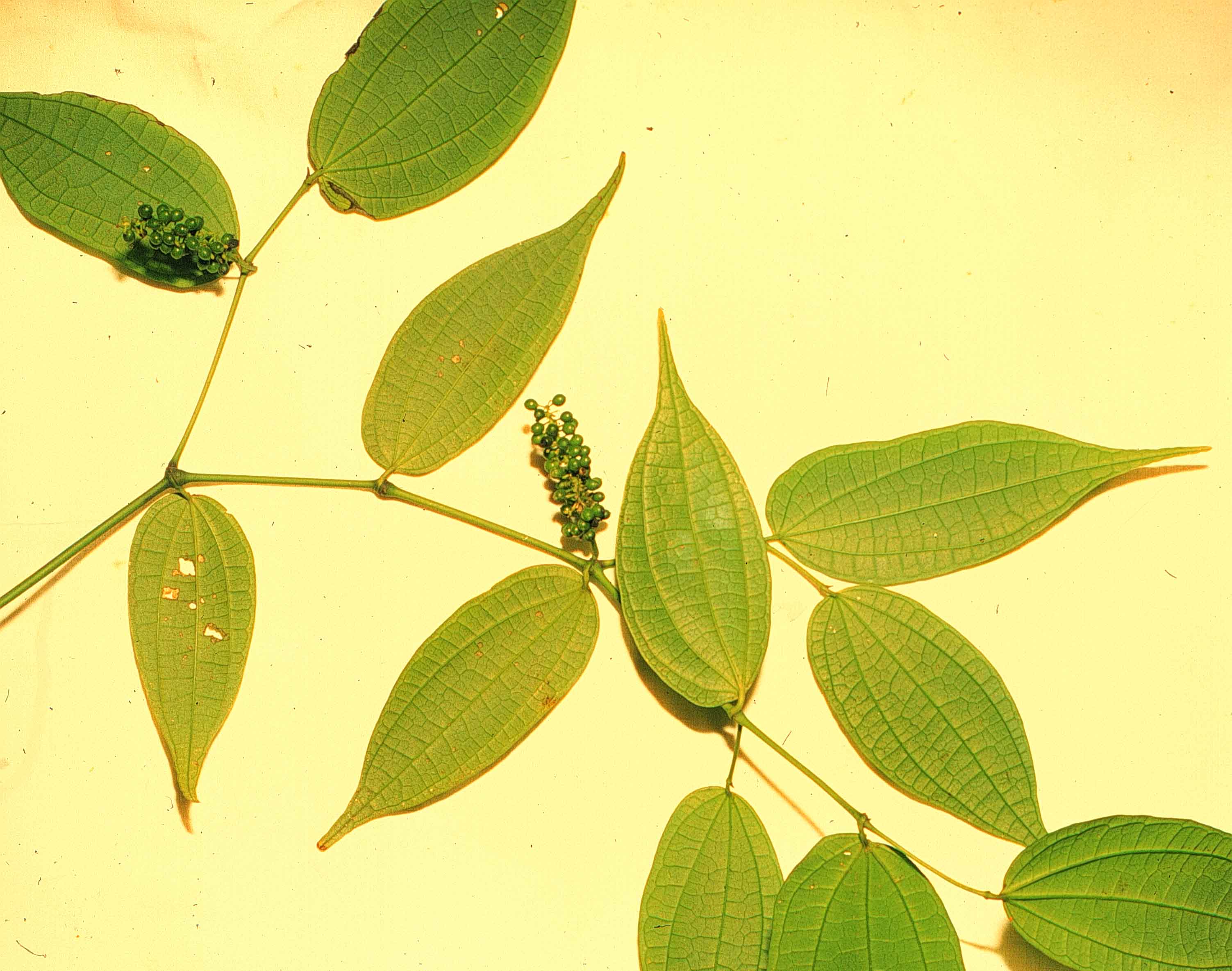 Piper sp 24 setiembre 1998