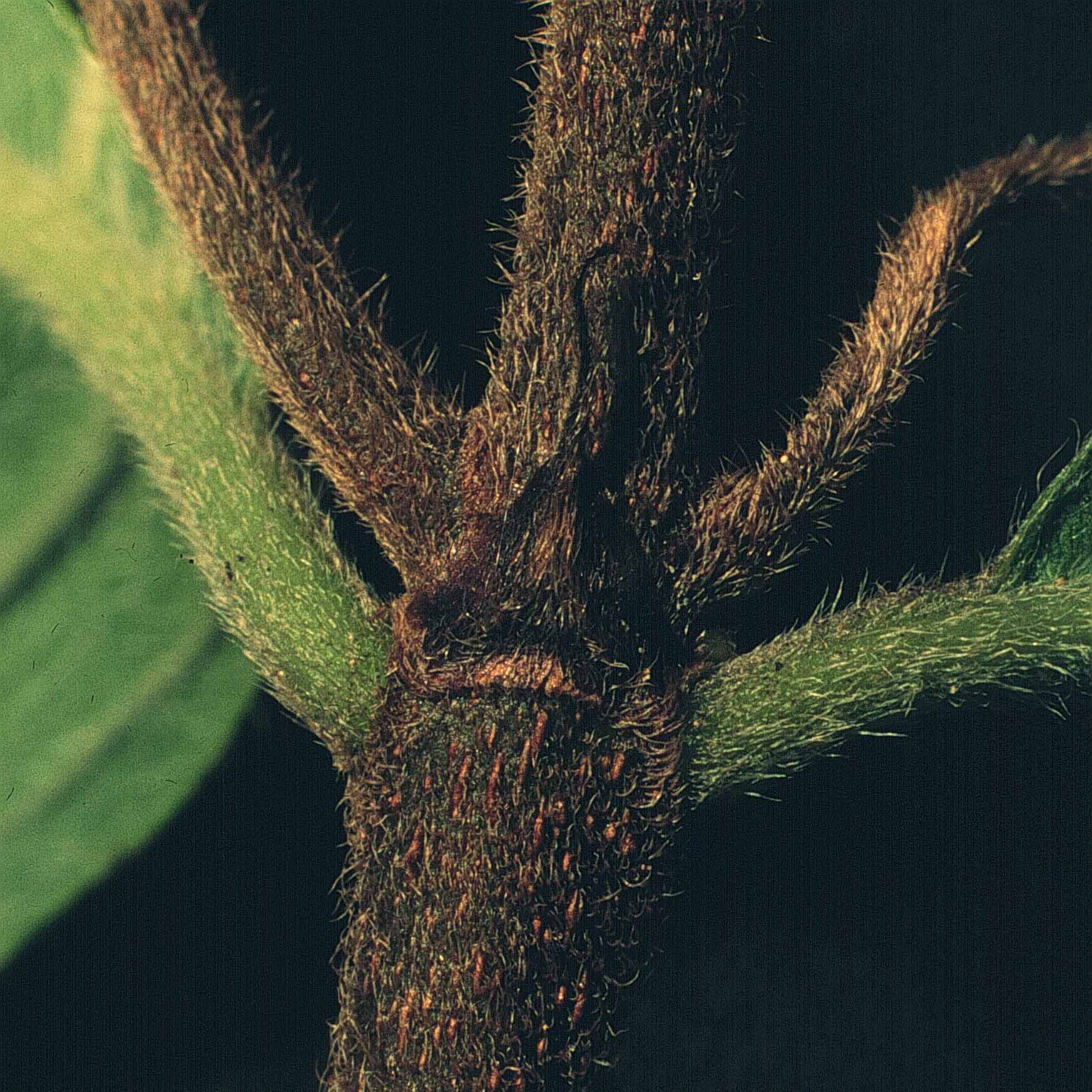 Chomelia spinosa 11 setiembre1998