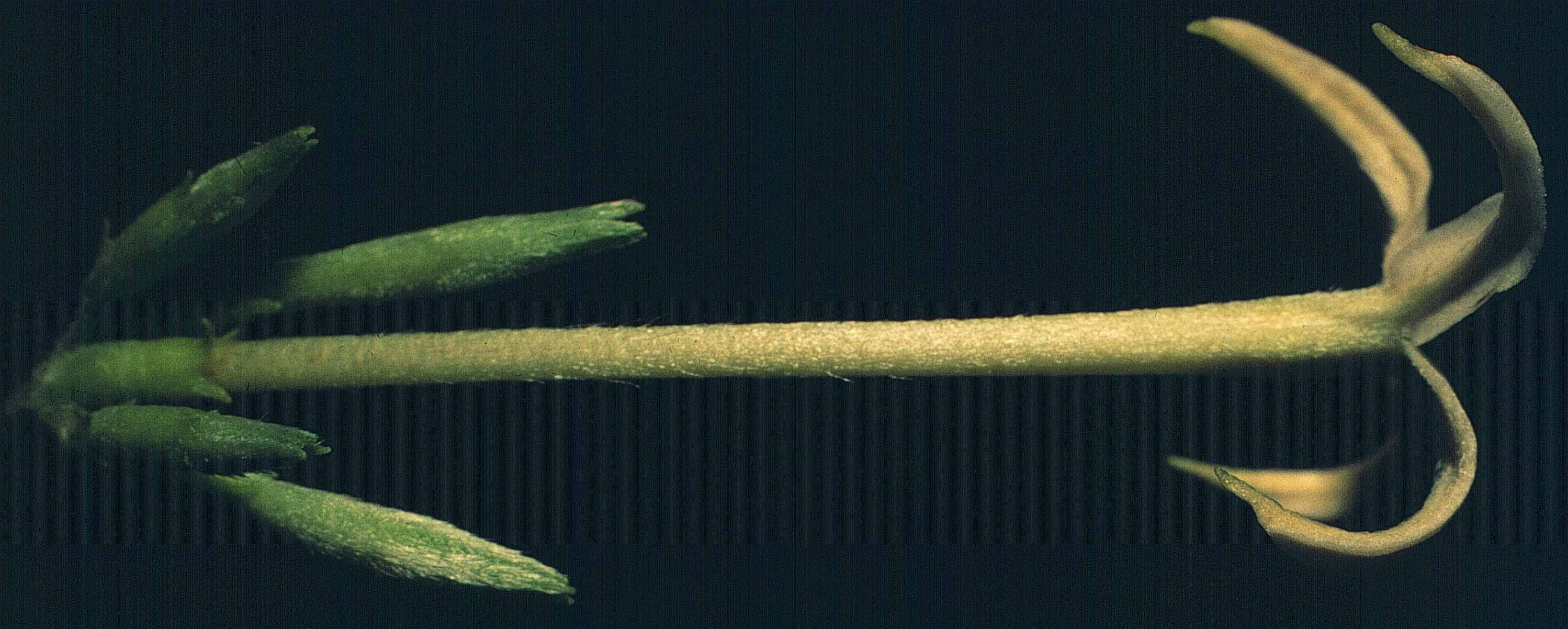 Chomelia spinosa September 11, 1998