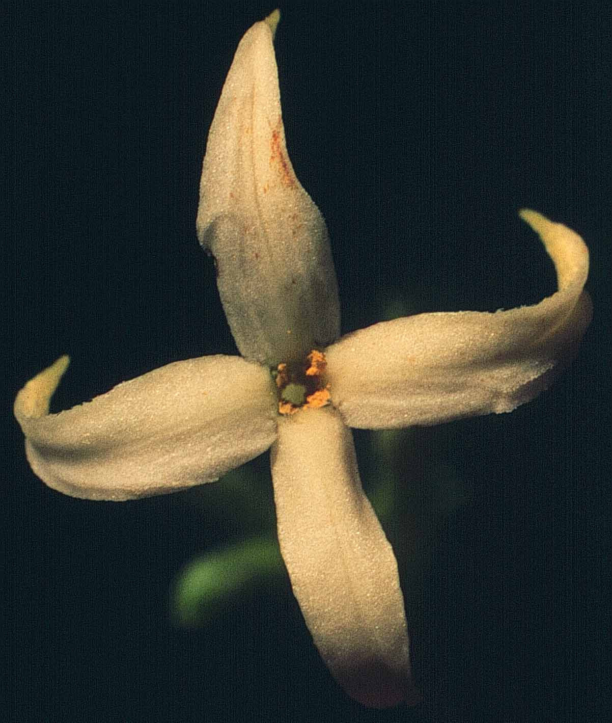 Chomelia spinosa September 11, 1998