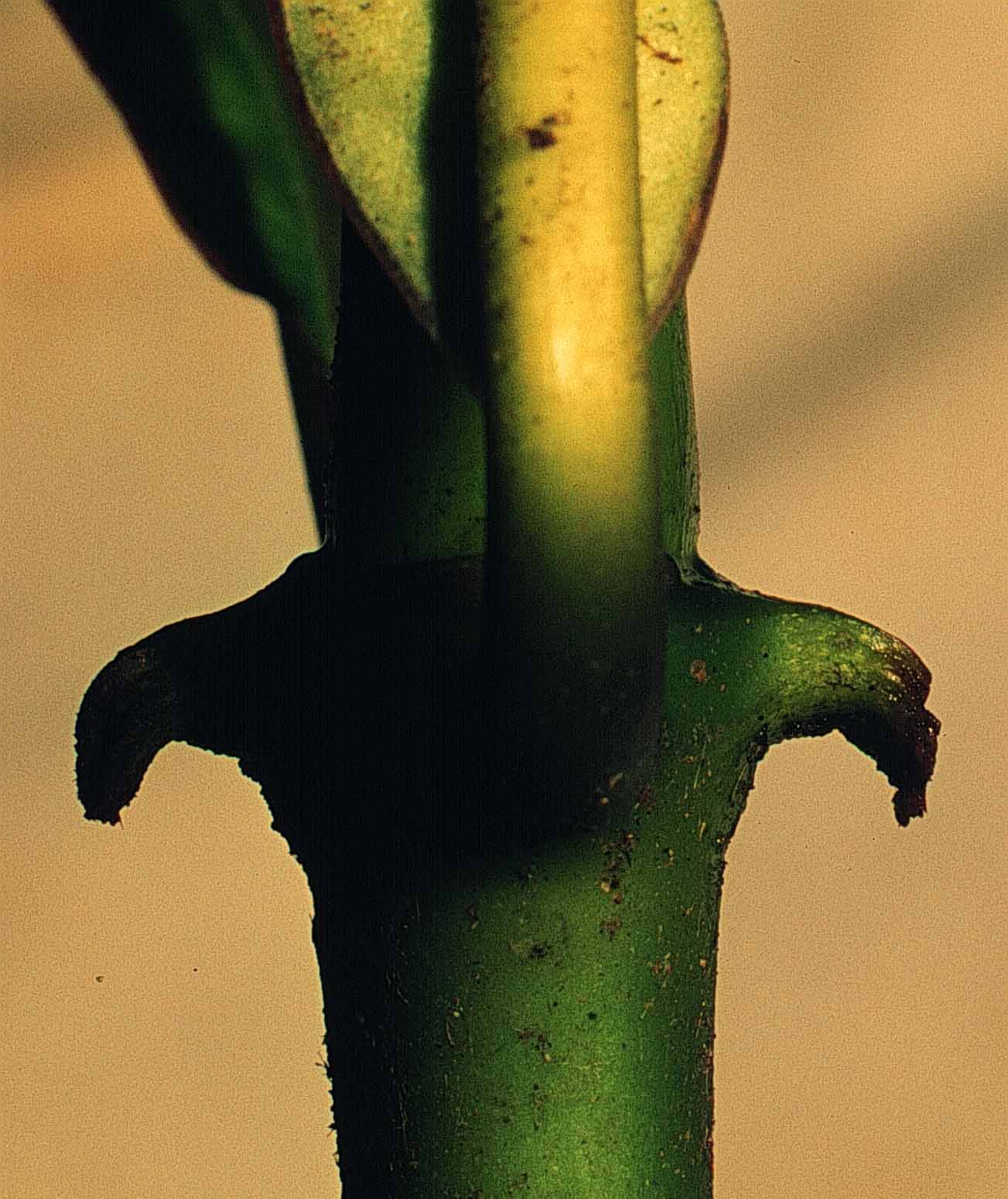 Psychotria uliginosa September 28 1998