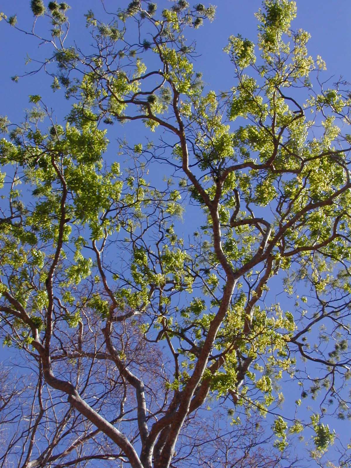 Astronium graveolens 10 mayo 2000