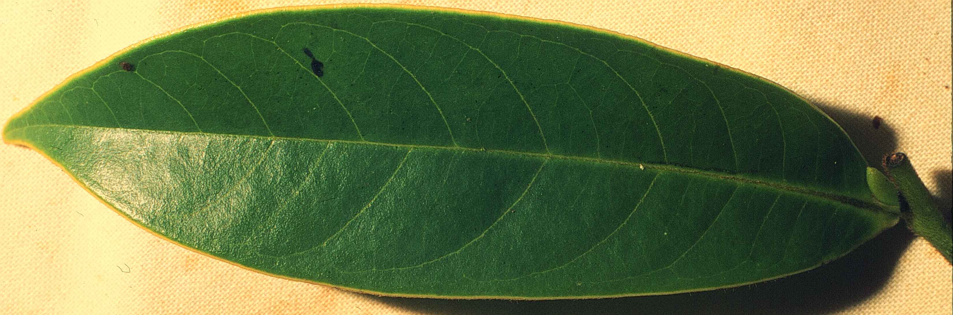 Guatteria Verrucosa August 9 1998