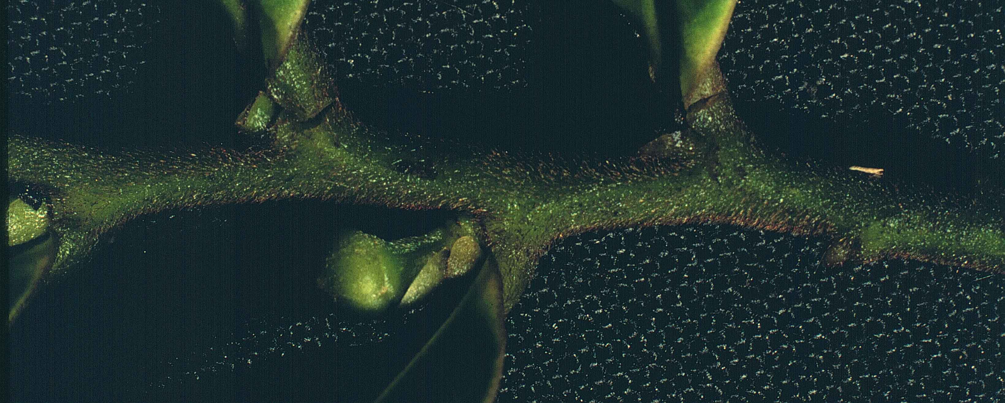 Guatteria Verrucosa August 9 1998