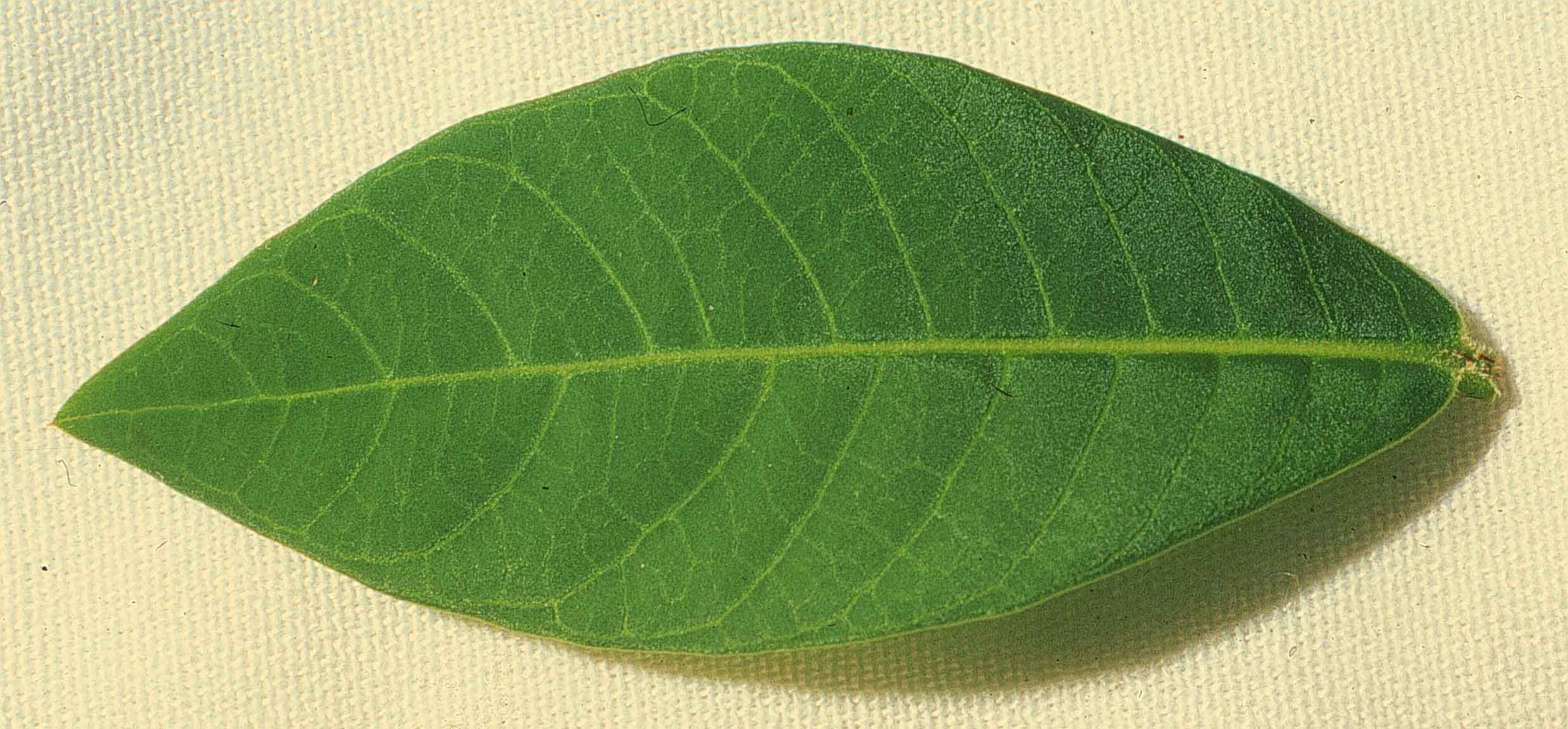 Rauvolfia tetraphylla 12 febrero 1998