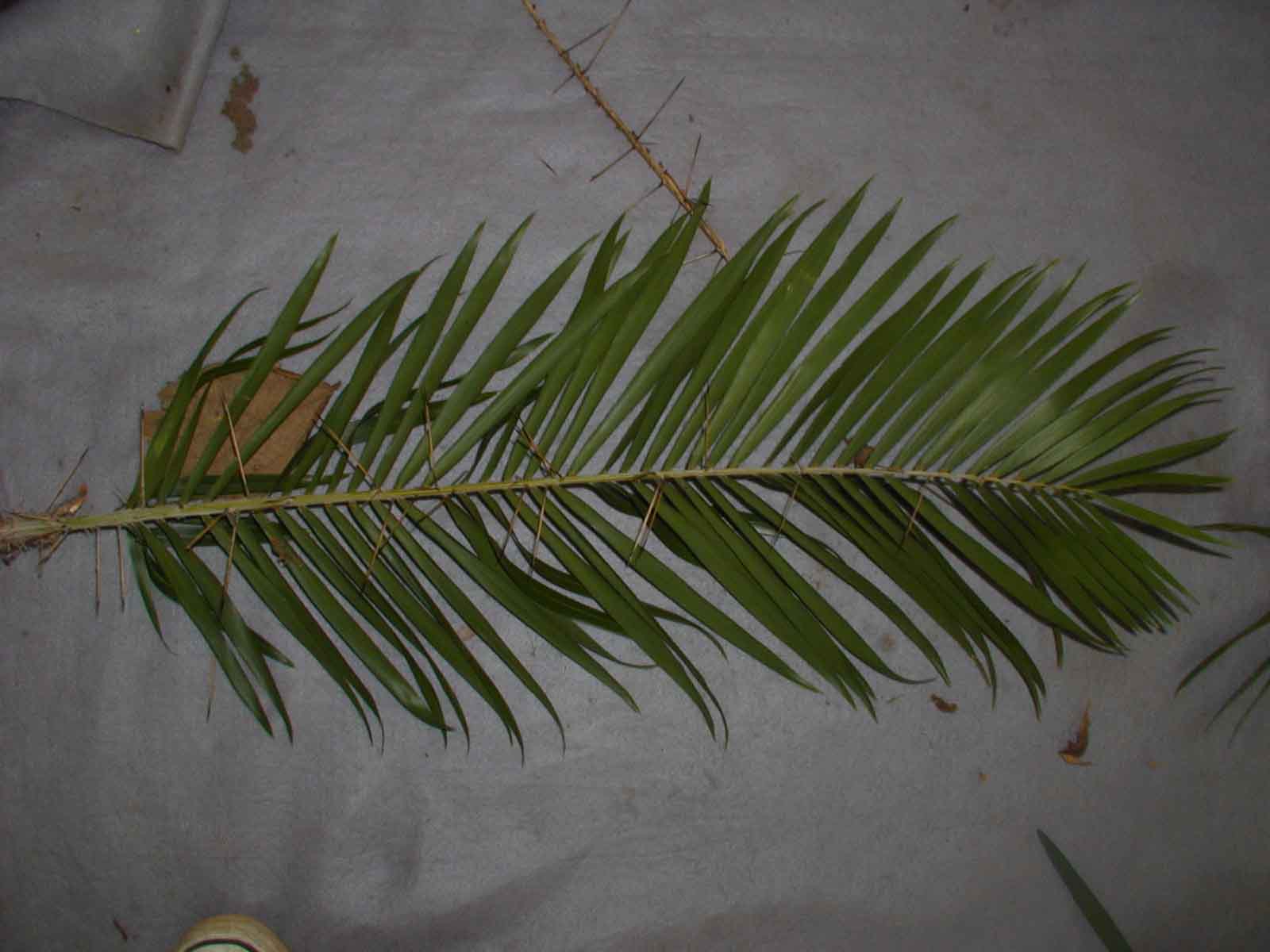 Bactris guineensis 13 junio 2000