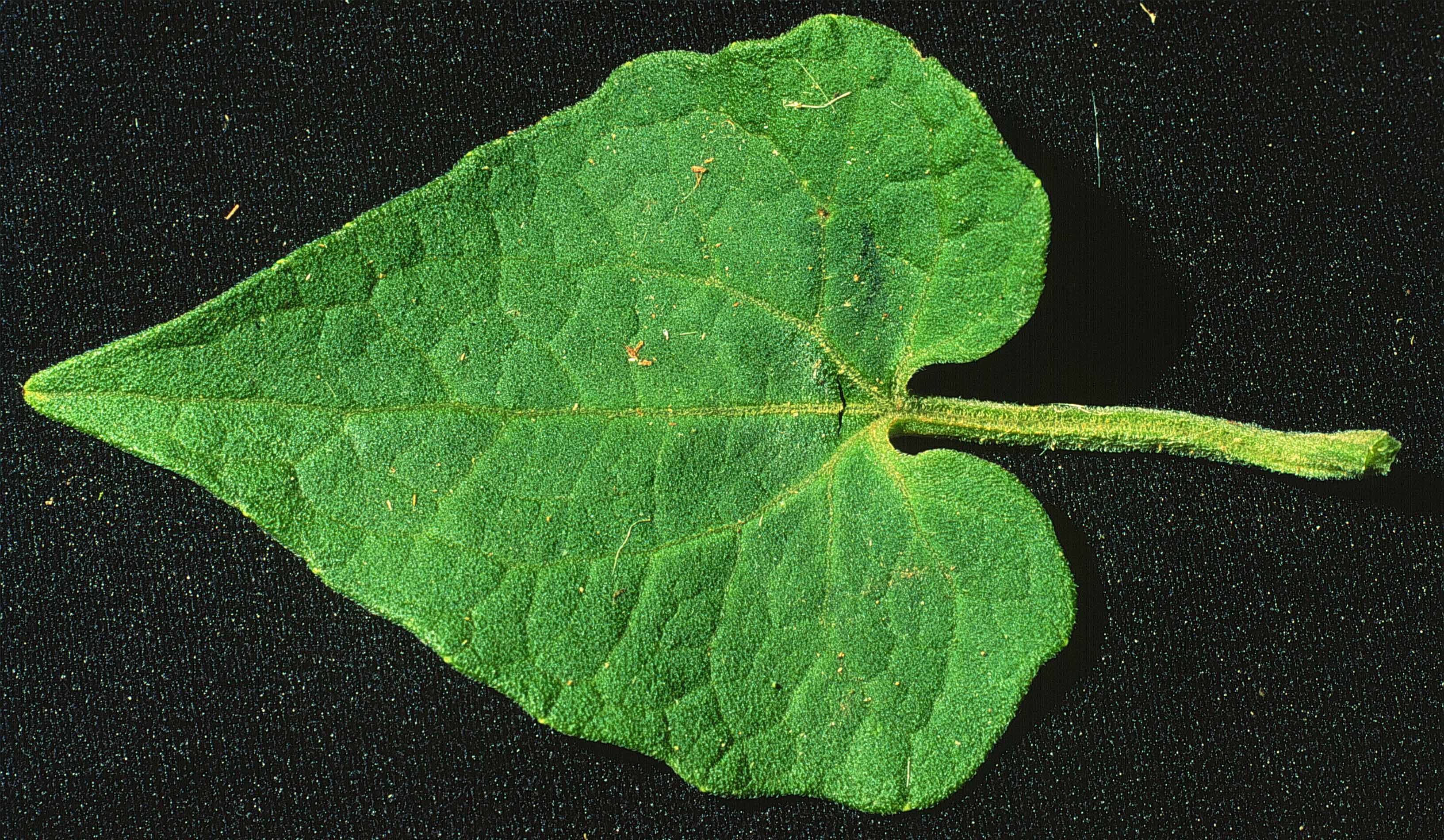 Mikania cordifolia 9 abril 1999.