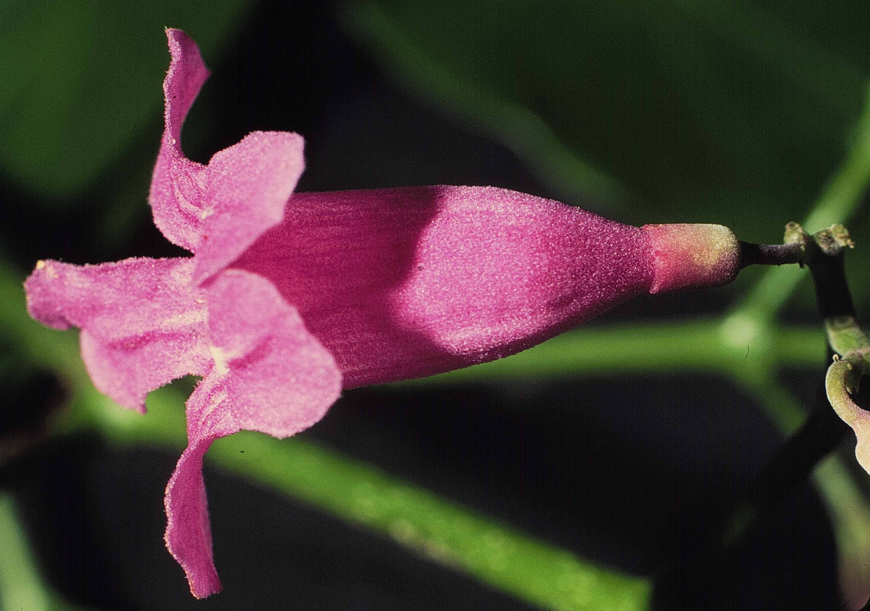 Arrabidaea chica 19 agosto 1998