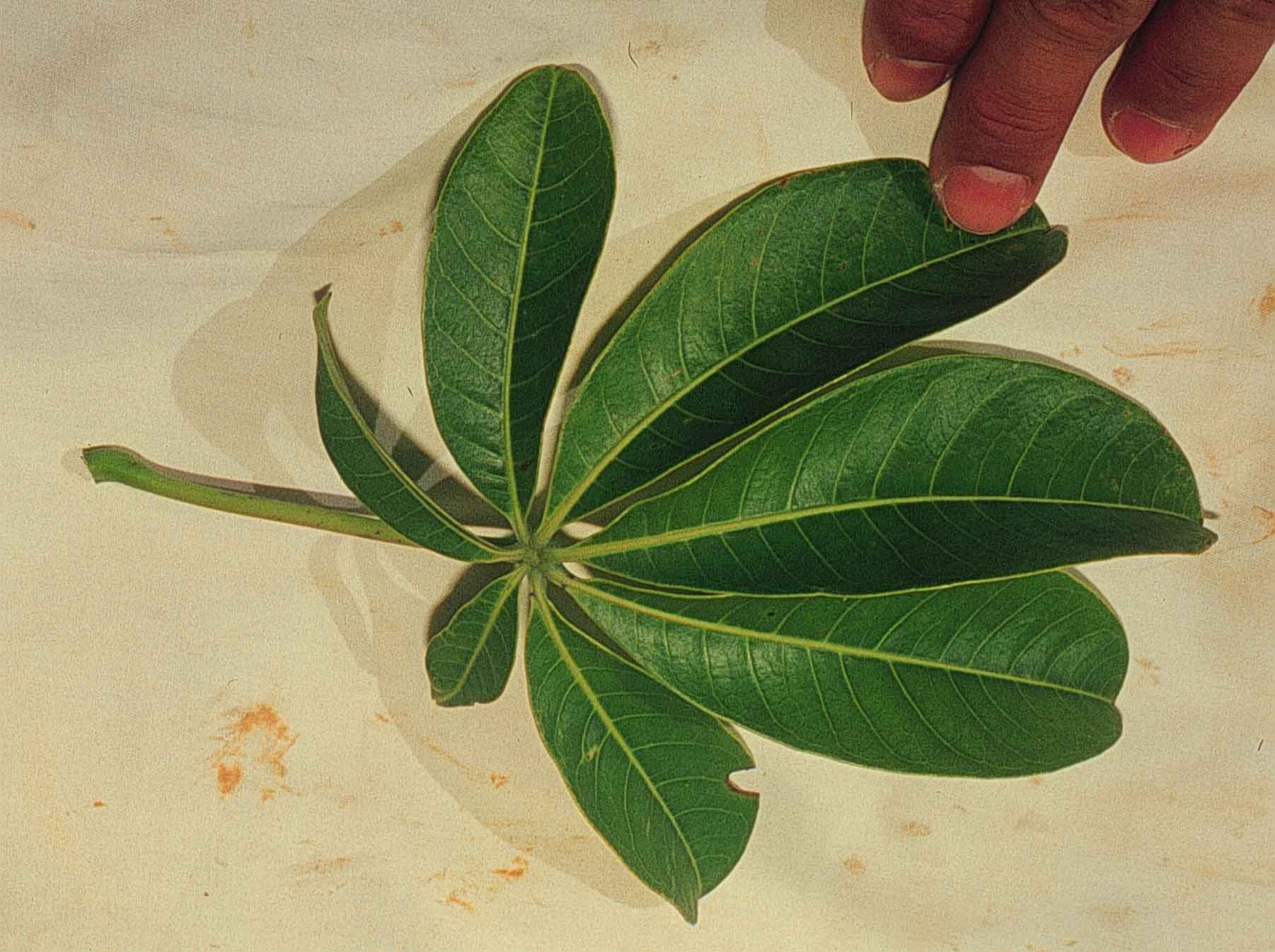 Pachira aquatica 15 junio 1998