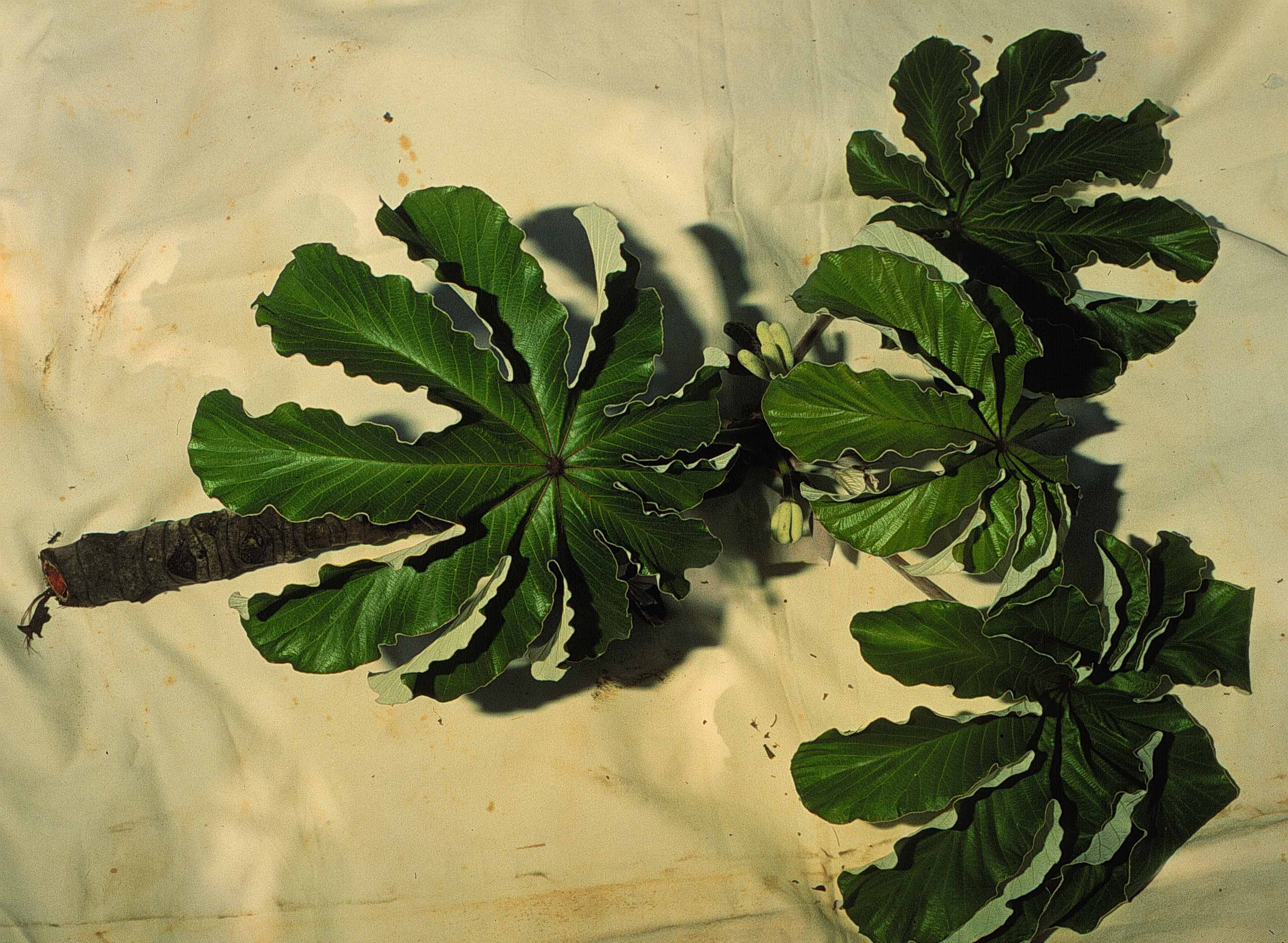 Cecropia peltata 24 mayo 1998