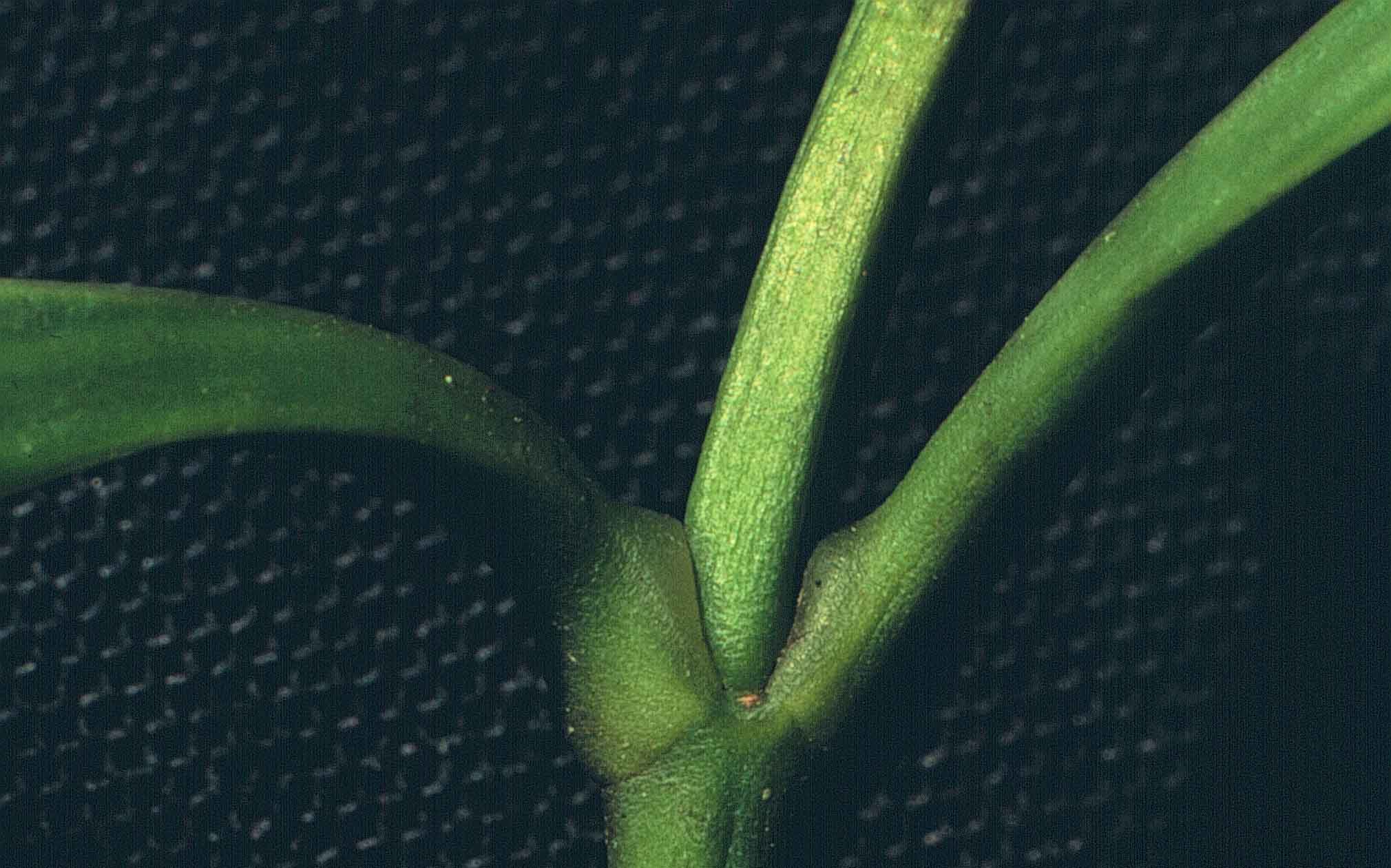 Clusia minor June 12, 1998