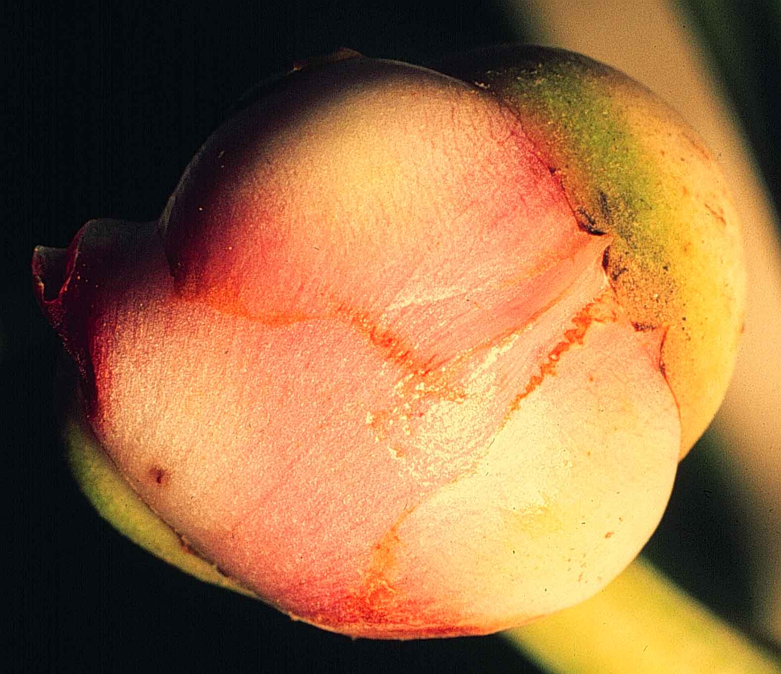 Clusia minor June 12, 1998