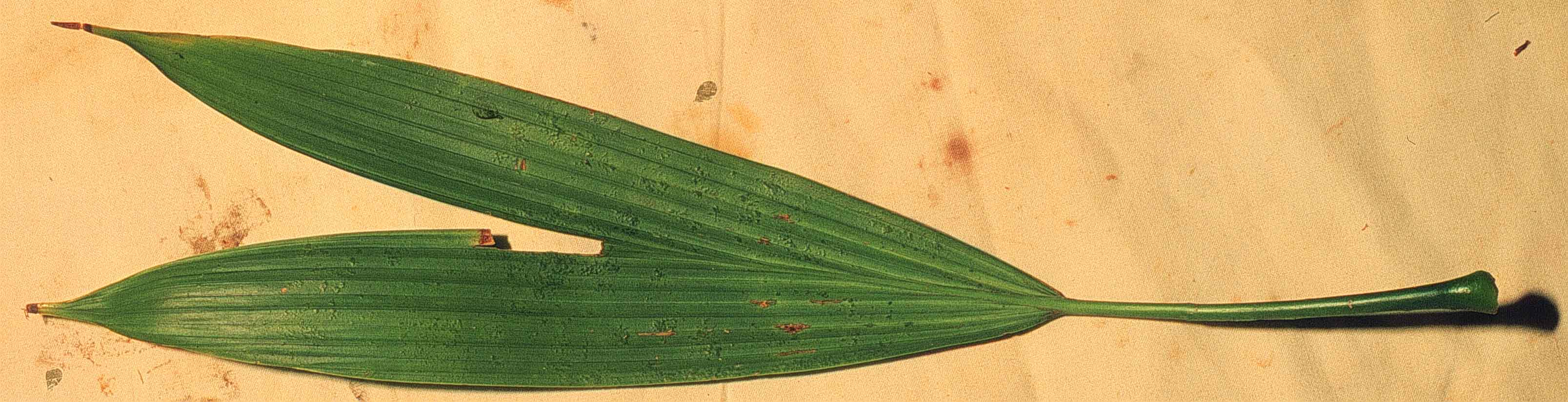 Asplundia microphylla June 12, 1998