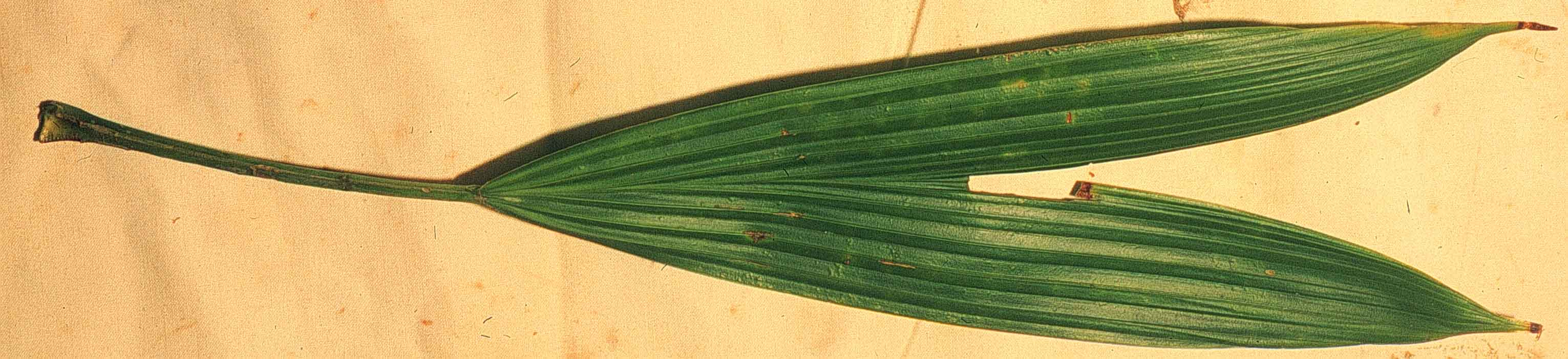 Asplundia microphylla June 12, 1998