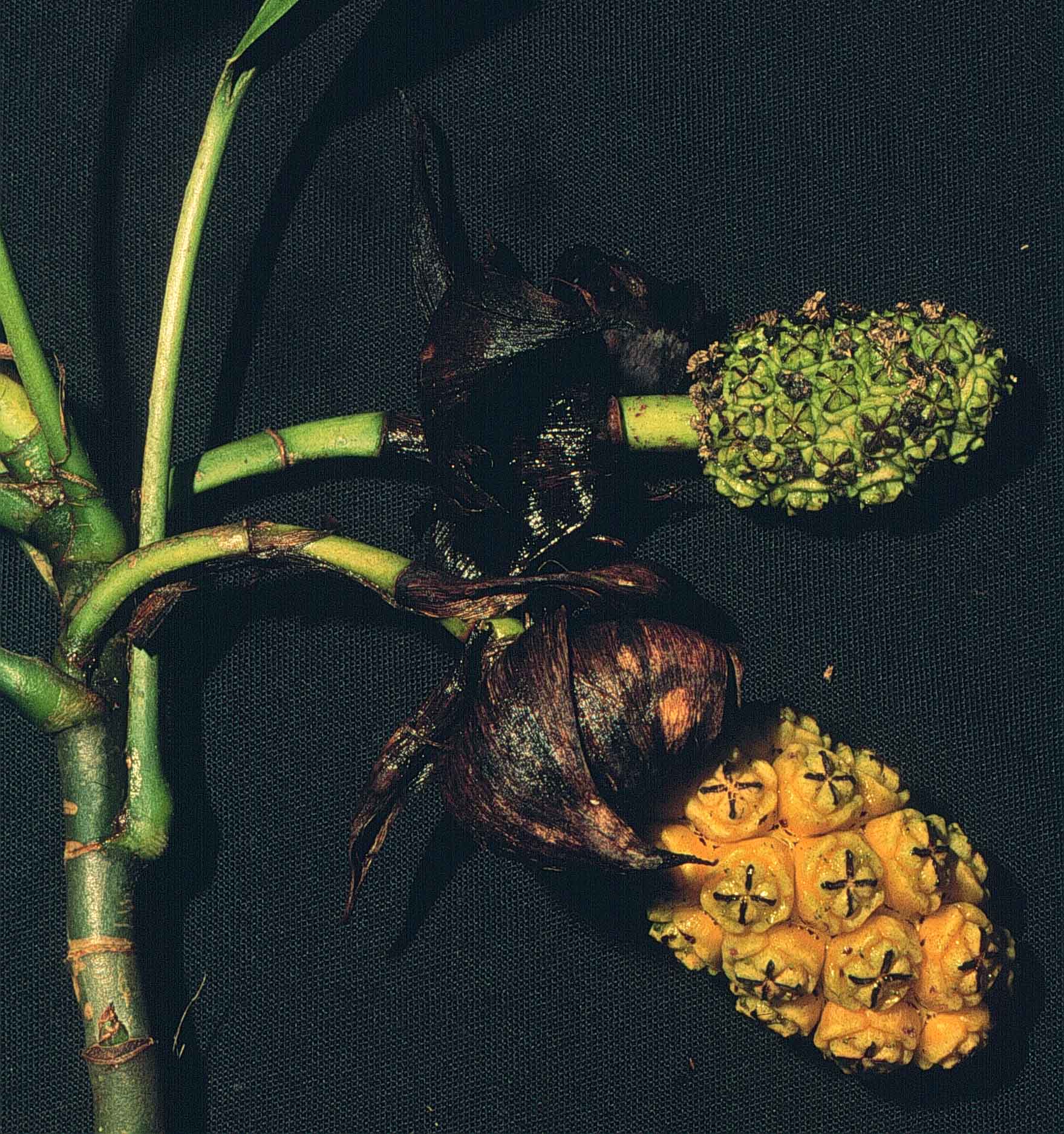 Asplundia macrophylla 12 junio 1998