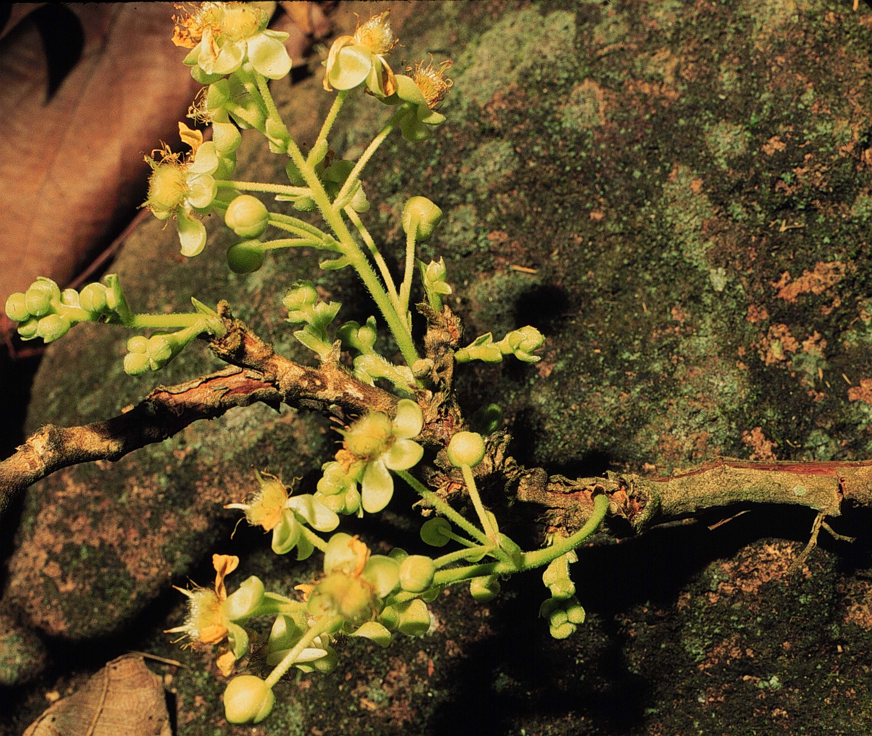 Curatella americana 20 enero 1998.