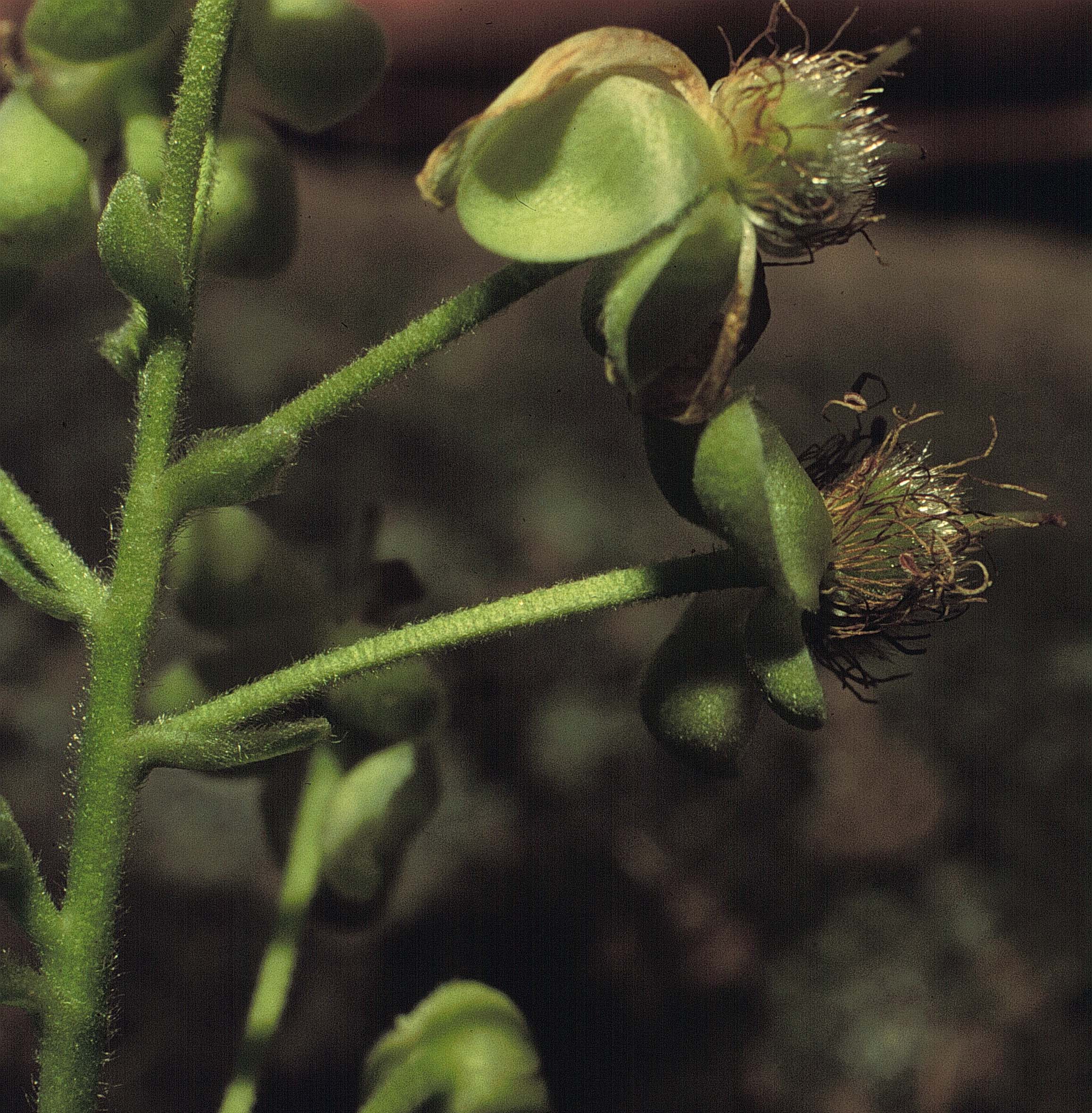 Curatella americana 20 January 1998.