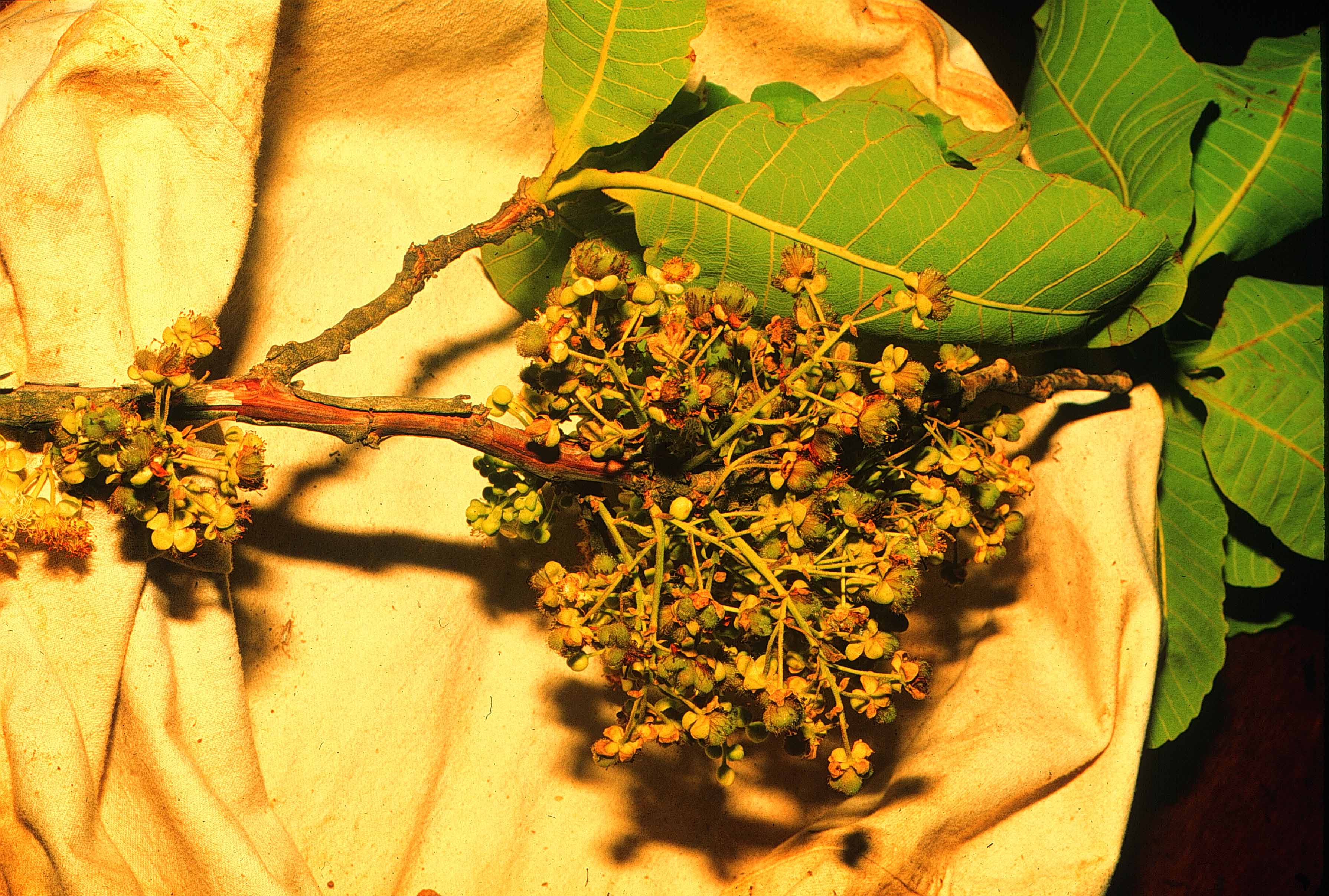 Curatella americana 20 enero 1998.