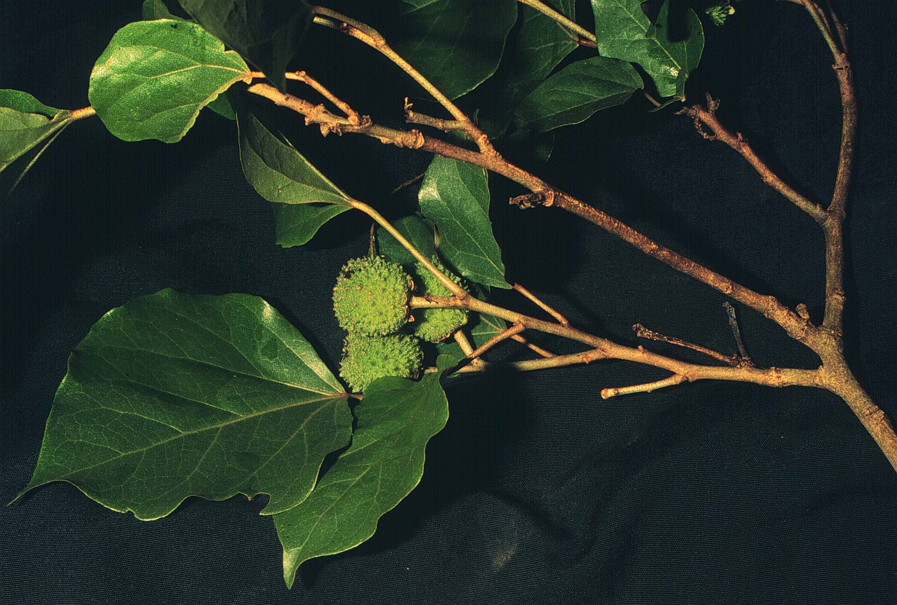 Croton niveus 24 setiembre 1998