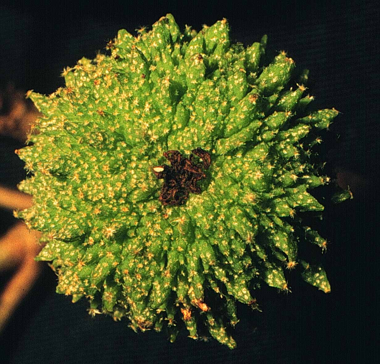 Croton niveus 24 setiembre 1998