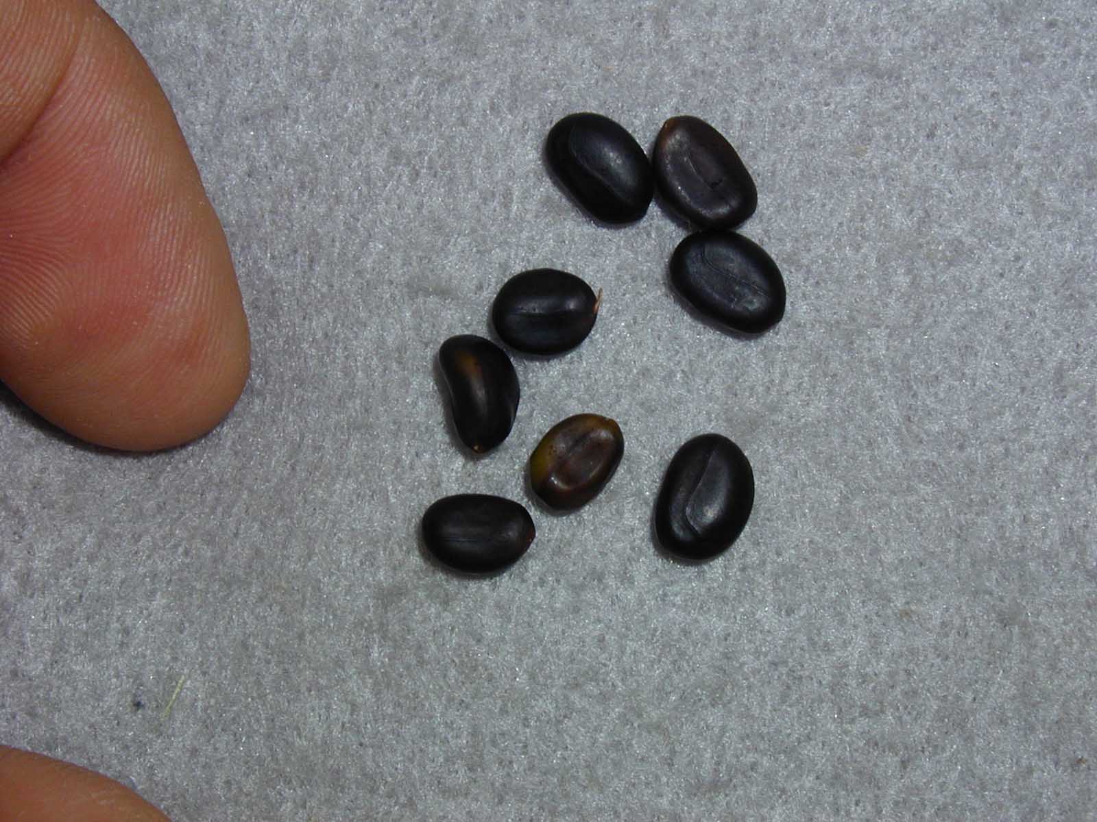 Acacia cornigera 3 Octubre 1998