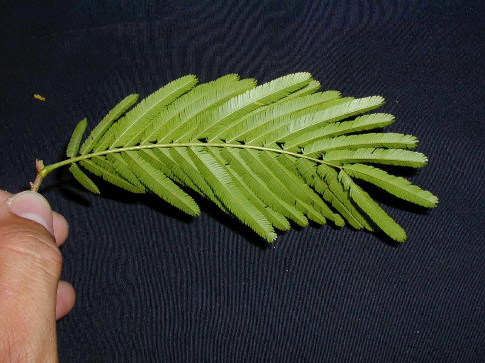 Acacia tenuifolia 23 mayo 2000