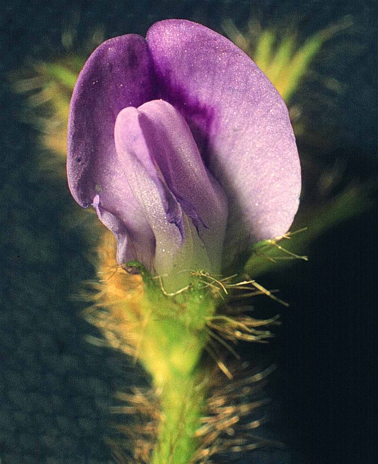 Calopogonium mucunoides 13 abril 1999.