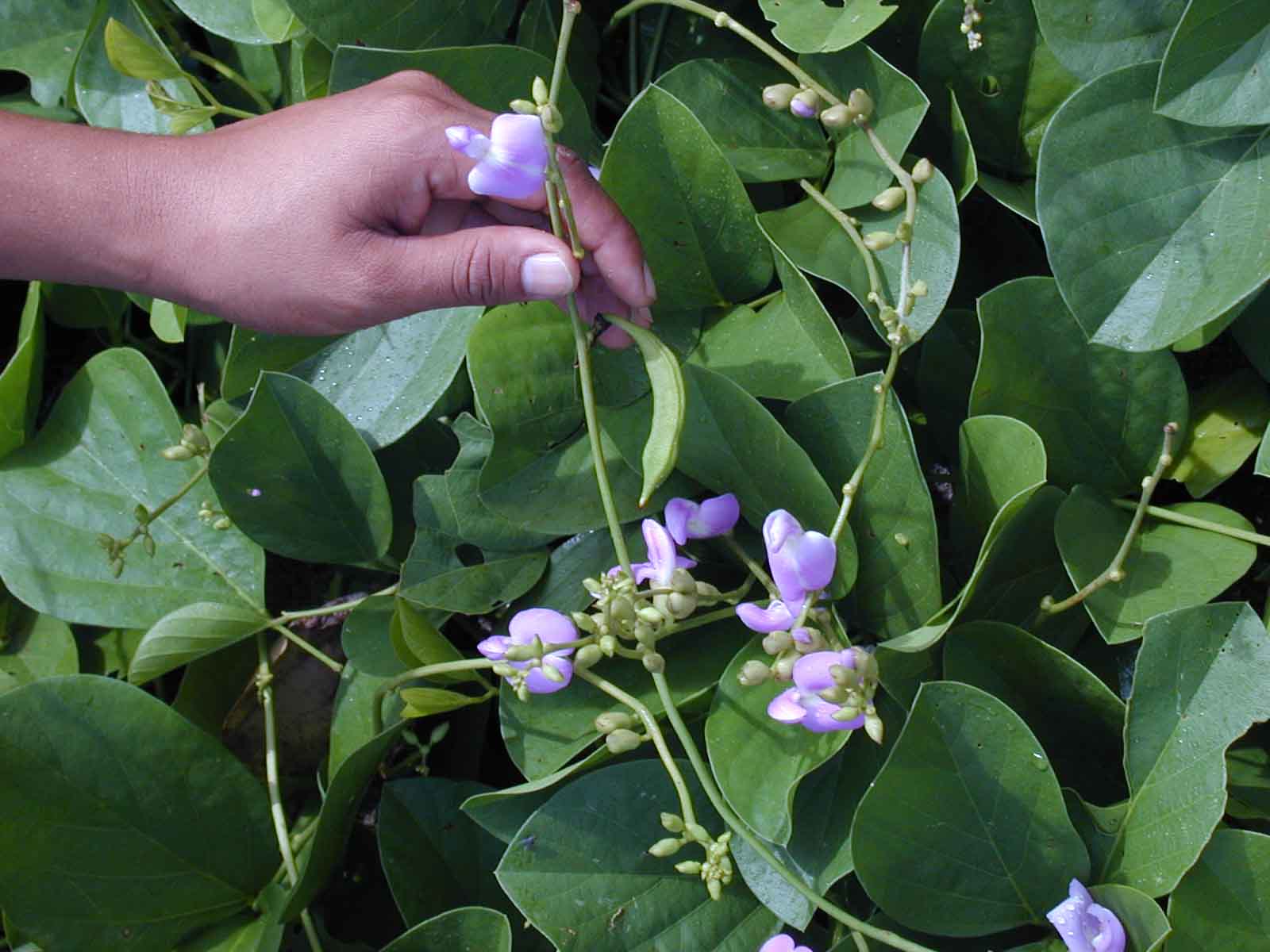 Canavalia rosea 29 mayo 2000