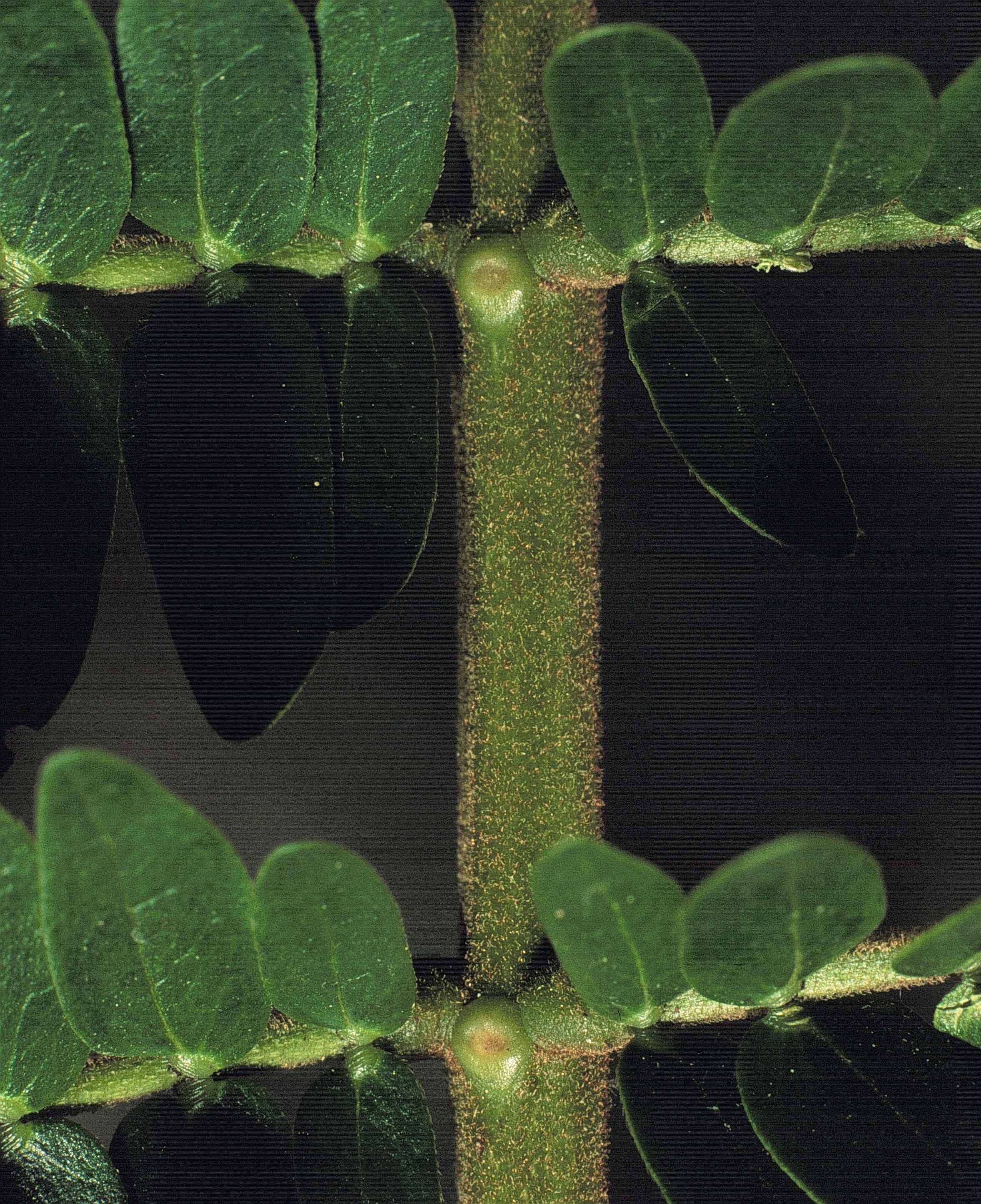 Cojoba arborea 15 julio 1998